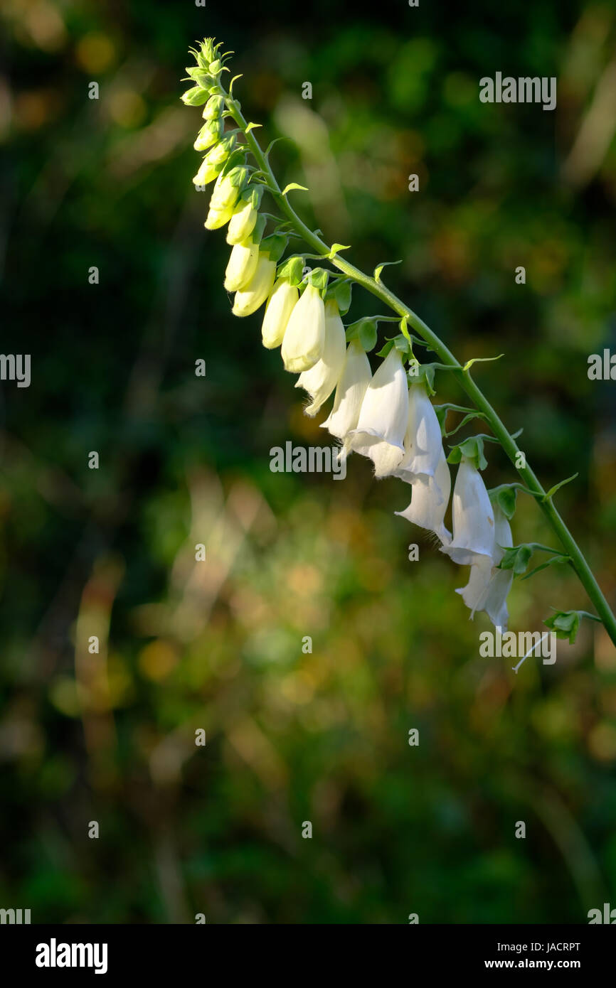 Digitalis purpurea albiflora hi-res stock photography and images - Alamy