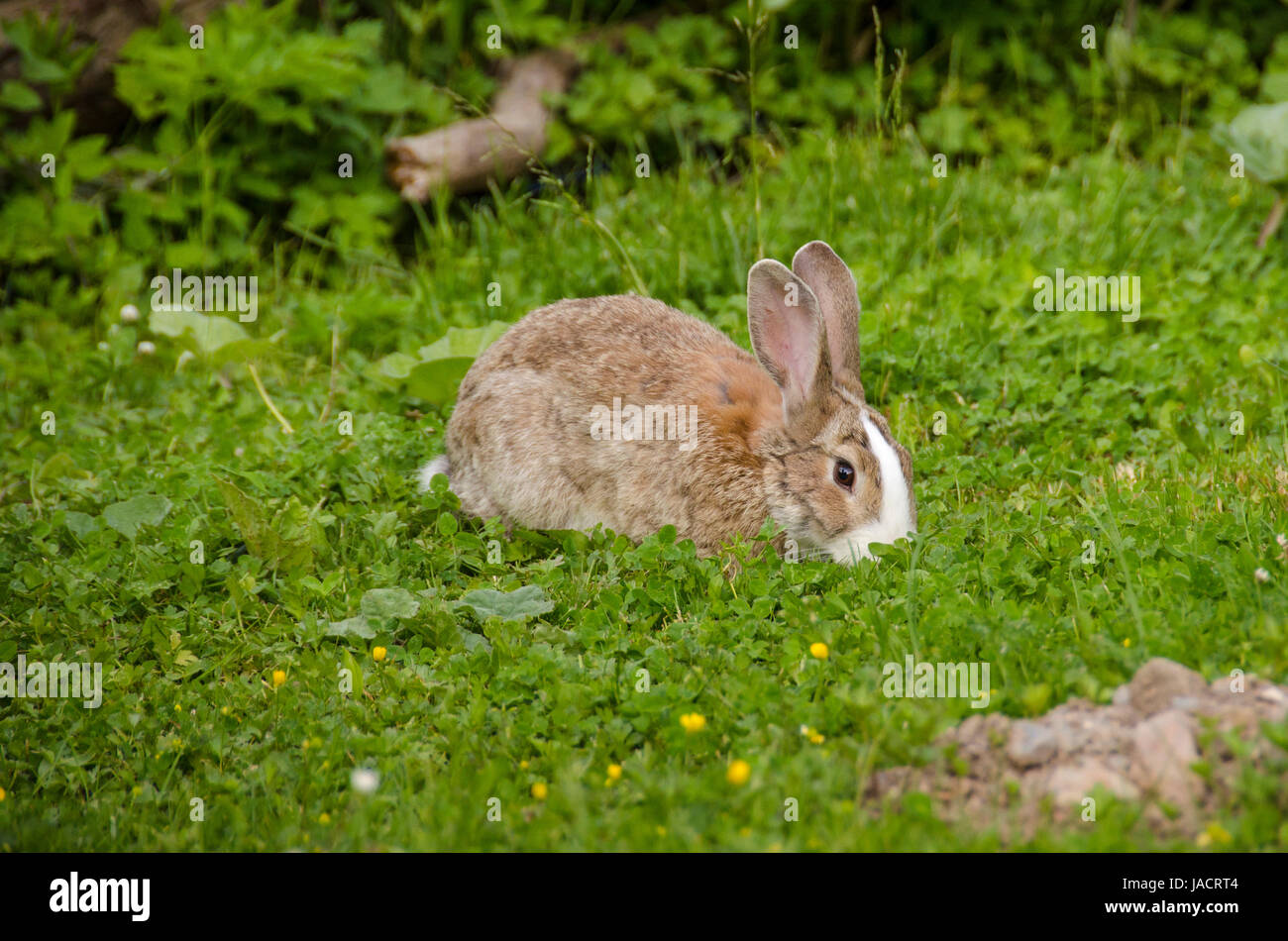 Rabbit in nature Stock Photo - Alamy