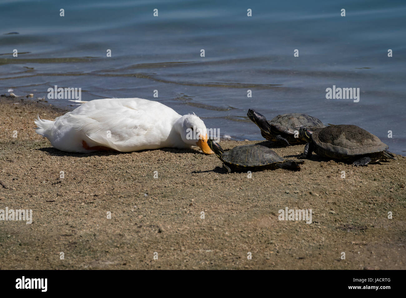 Turtles and goose stare down at California park pond Stock Photo - Alamy
