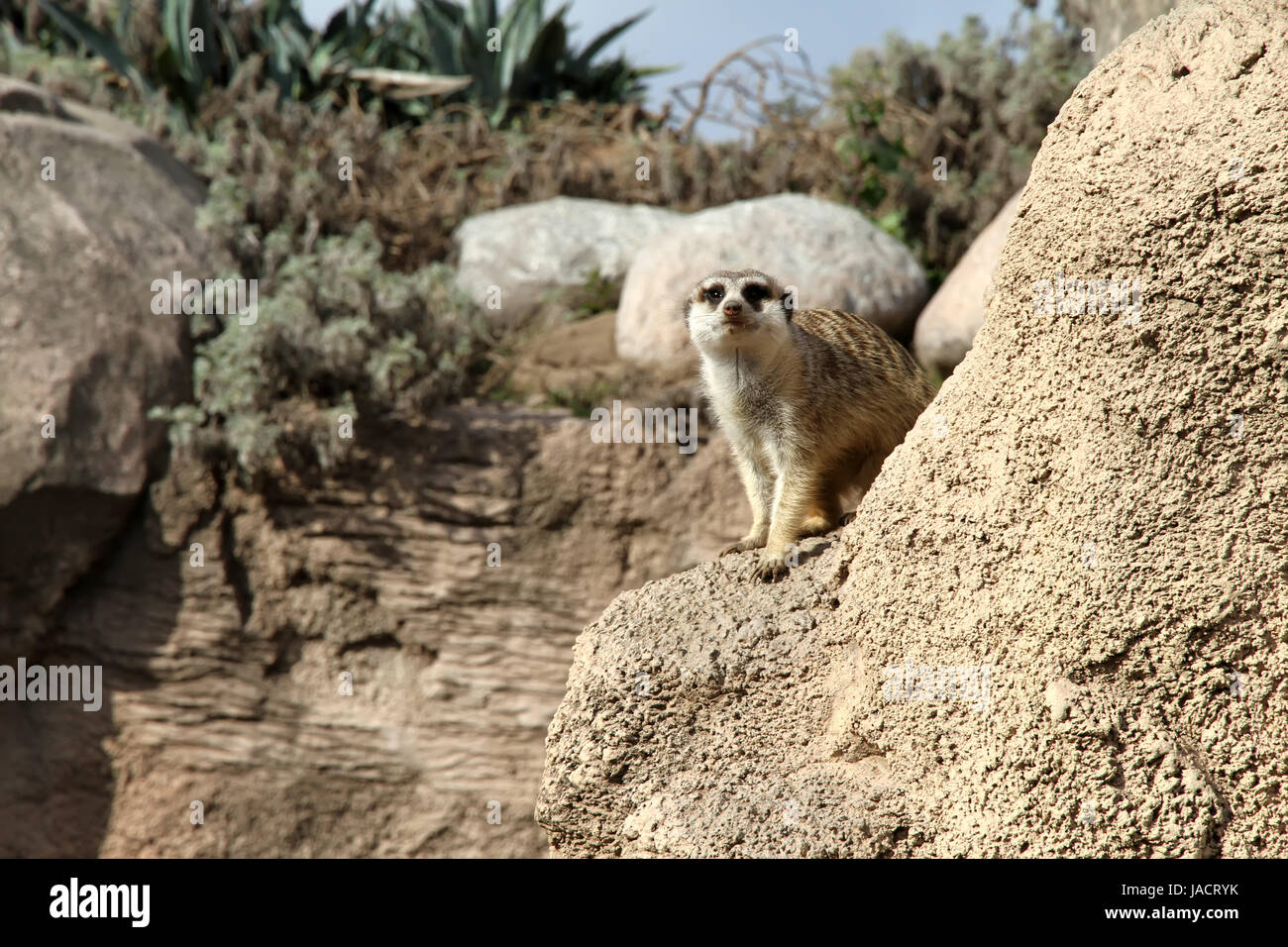 A watching Meerkat Stock Photo - Alamy