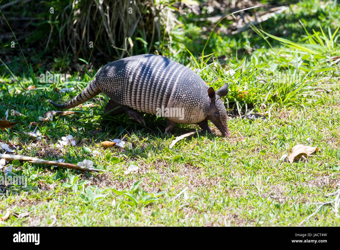 close up of a nine banded armadillo in a yard looking for insects on ...