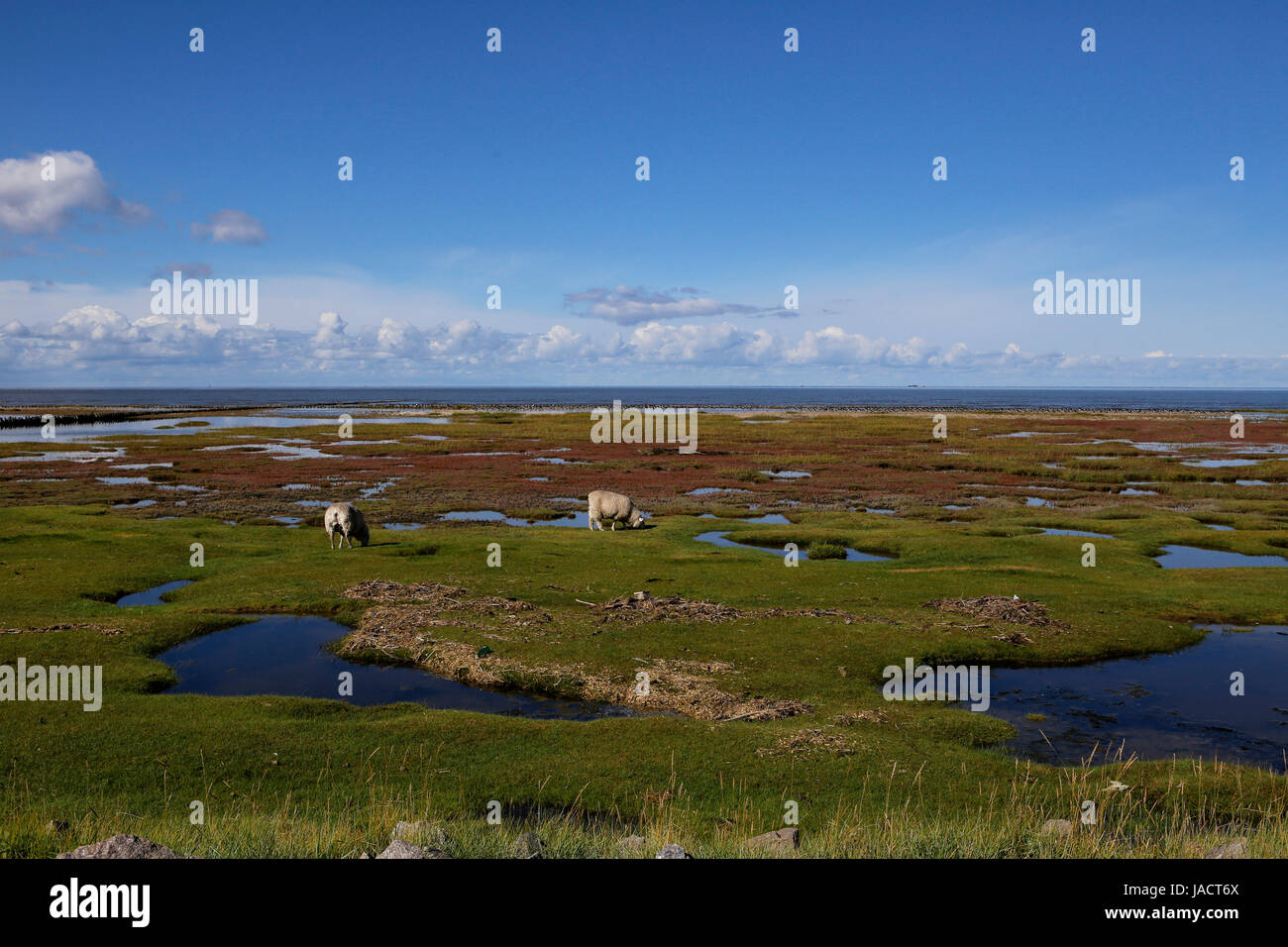 salt meadows westerheversand Stock Photo - Alamy