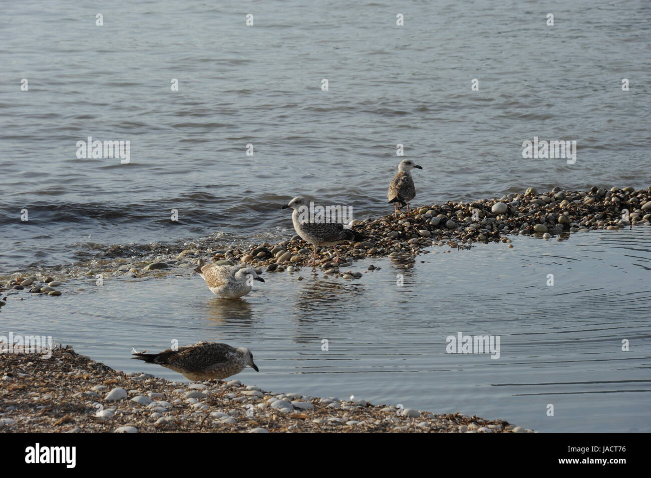 spain - gulls Stock Photo - Alamy