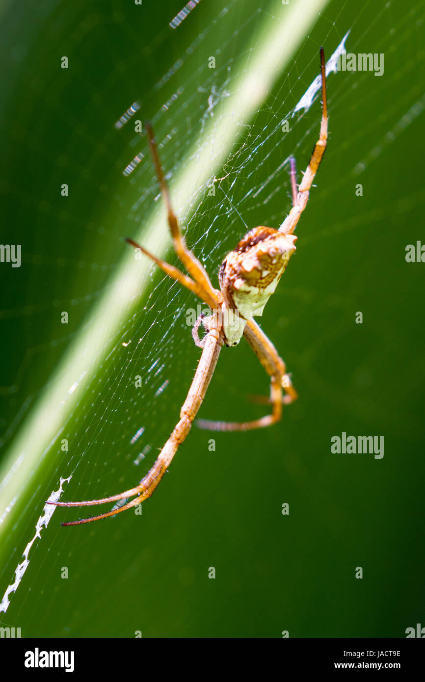 close up of a large spider on its web with a bright green leaf in the ...