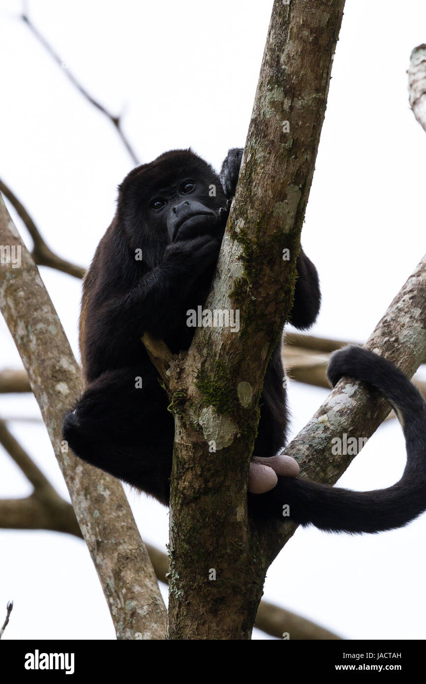Close up of a howler monkey on a tree in the rainforest of Costa Rica ...