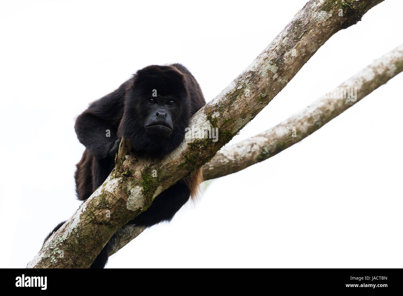 Congo rainforest animals Cut Out Stock Images & Pictures - Alamy