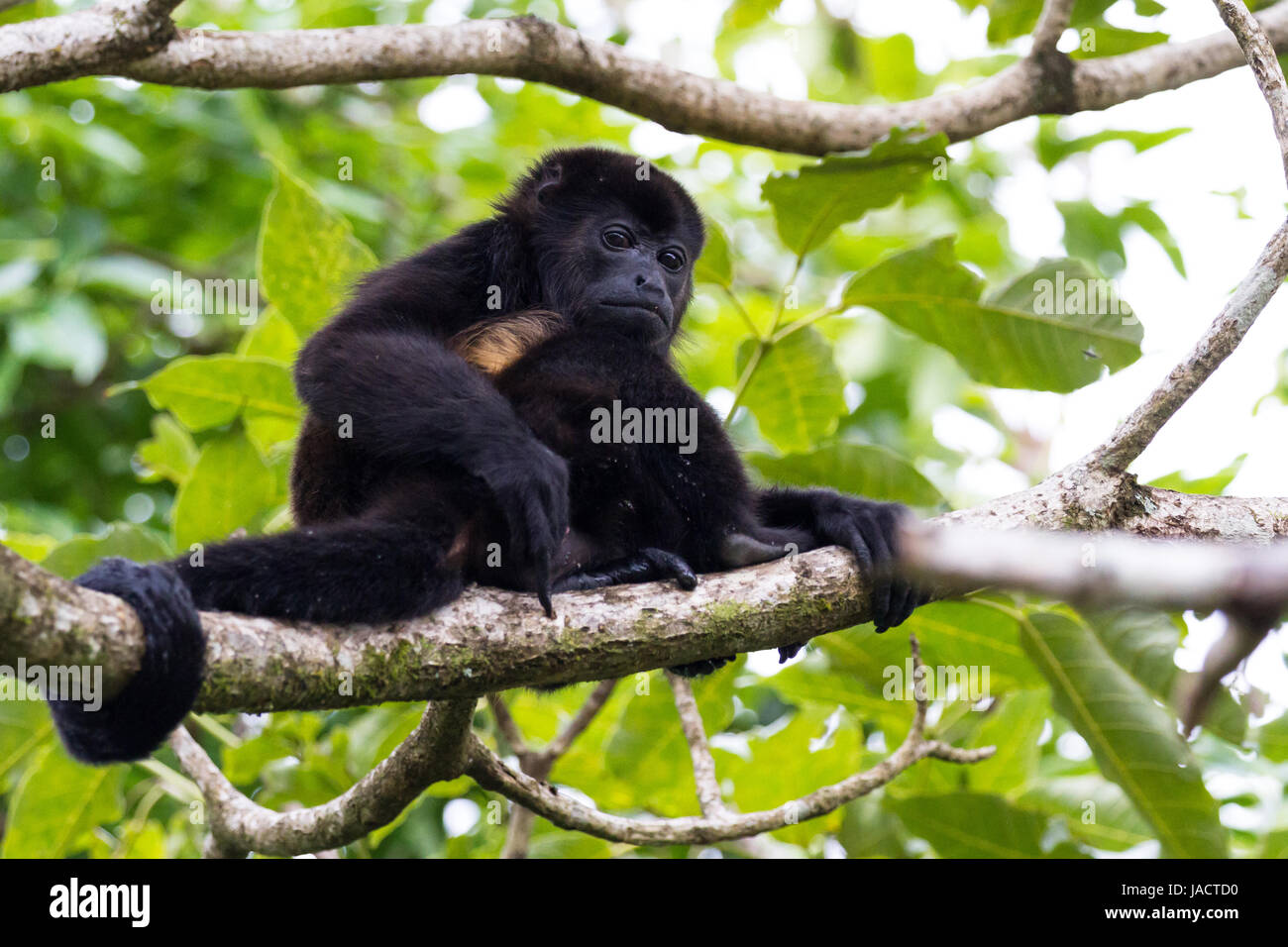female howler monkey peeing on her tail an hands while up a tall tree ...