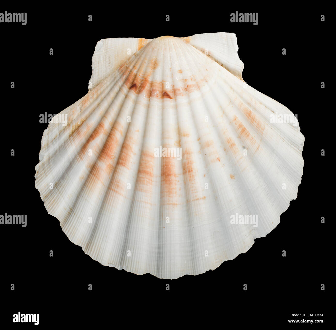 Scallop shell. Black isolated Stock Photo - Alamy