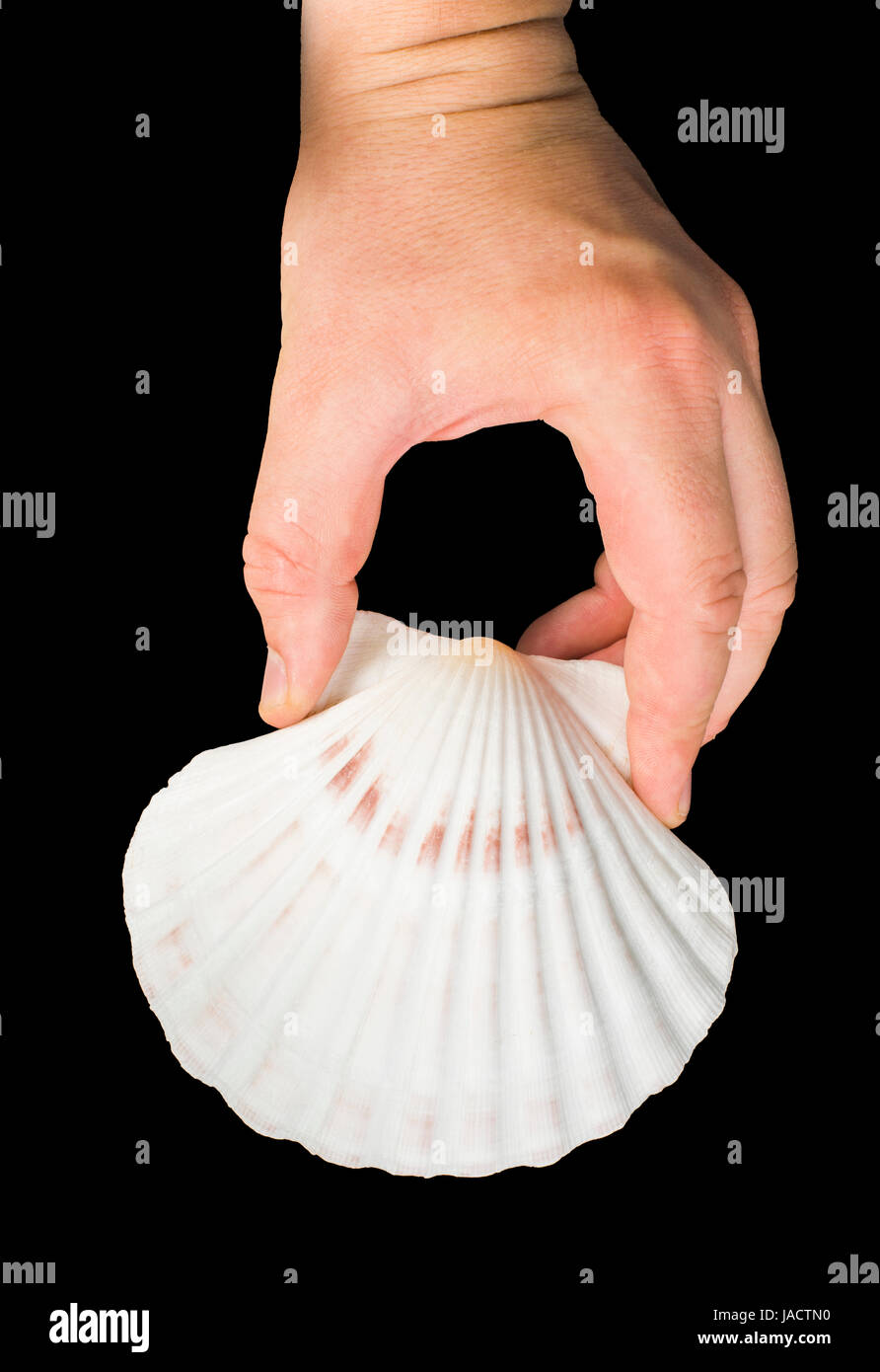 Scallop shell. Black isolated. Hand holding shell Stock Photo - Alamy