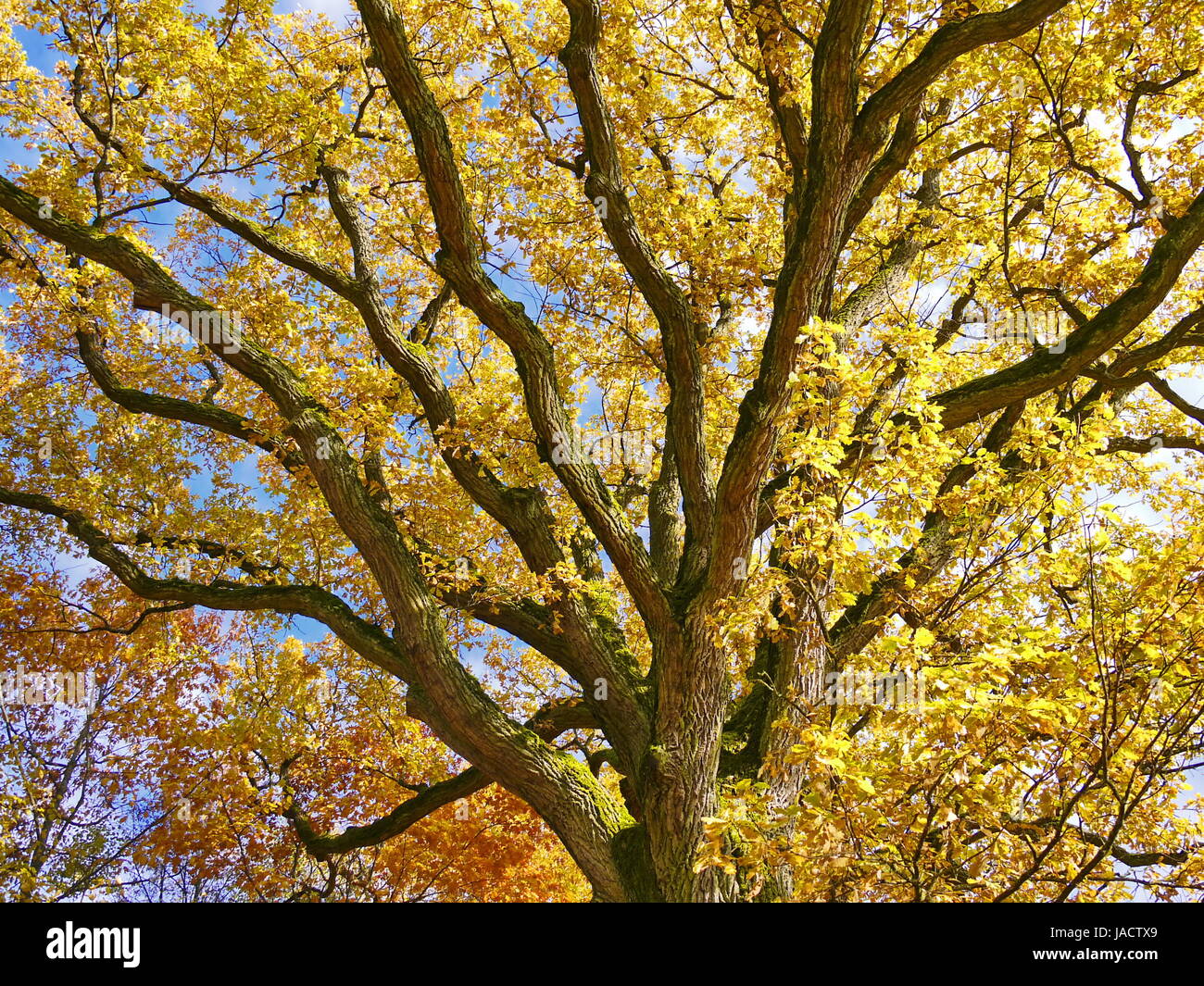 oak autumn season forest wood Stock Photo - Alamy