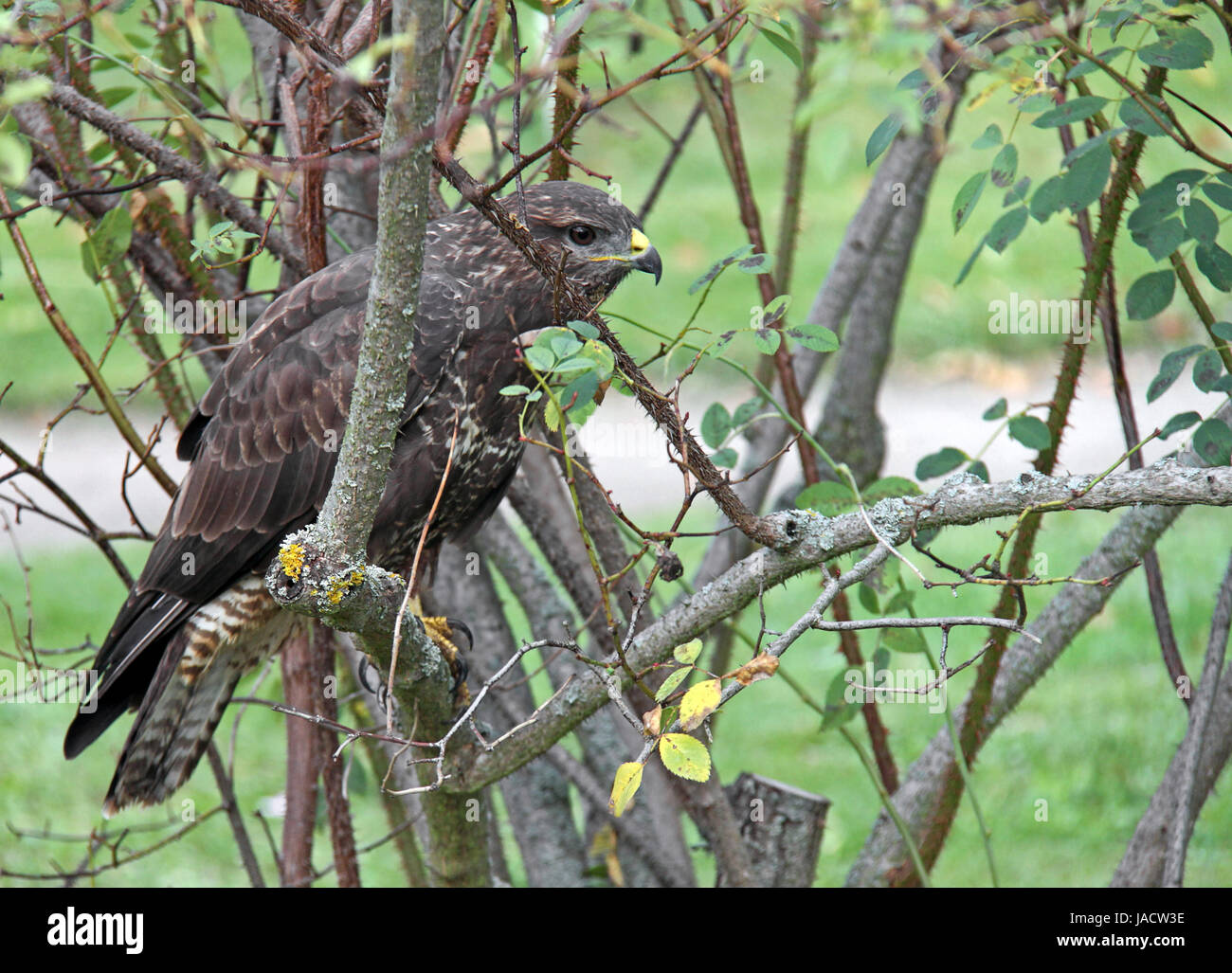 nature encounter mouse bussard Stock Photo - Alamy