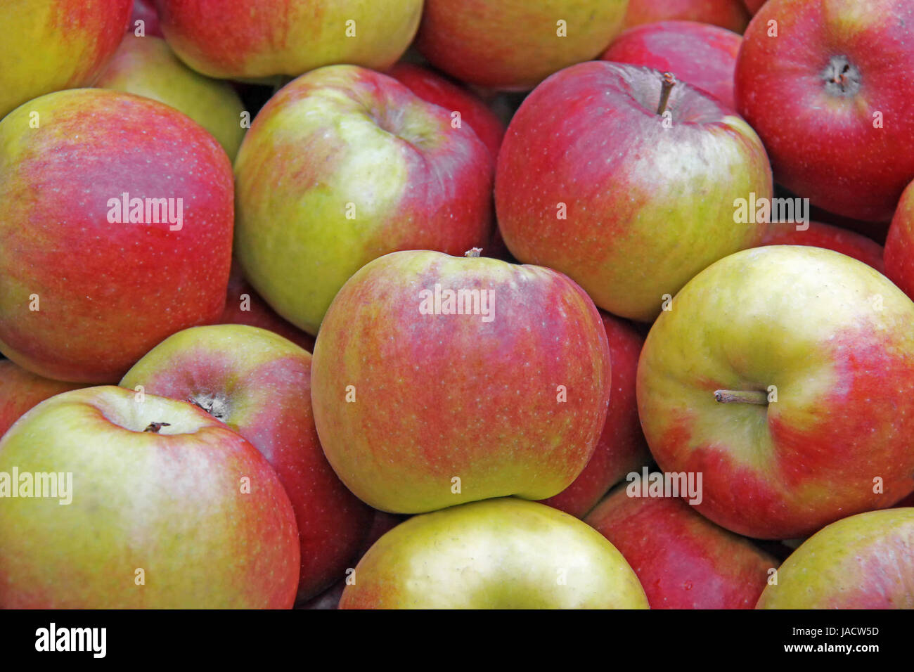 apple variety jonagold Stock Photo - Alamy