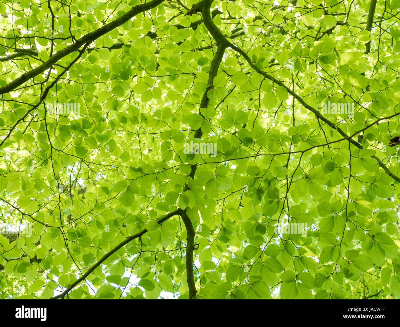 Beech leaves on branches hi-res stock photography and images - Alamy