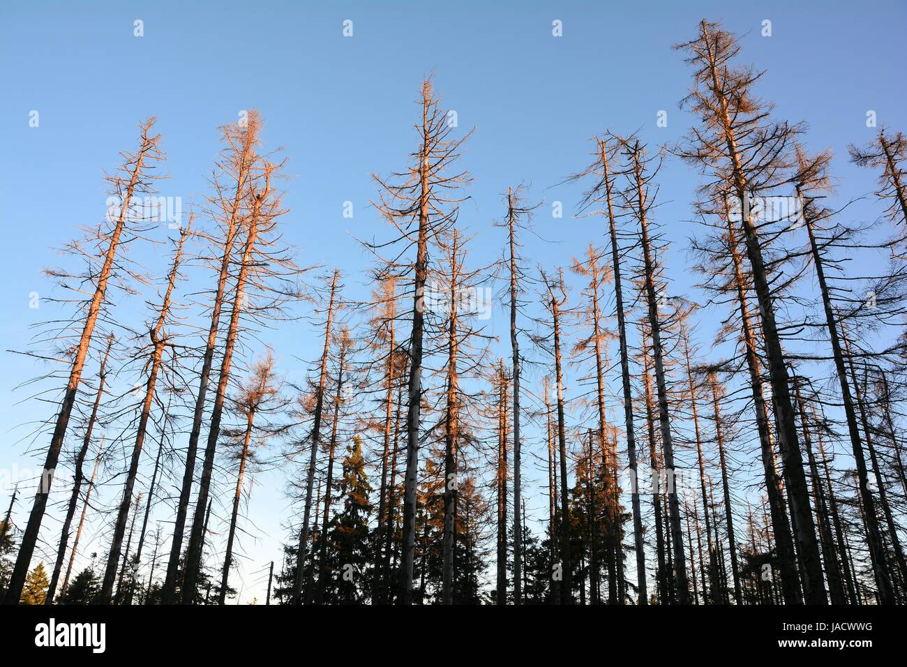 bark beetle in the harz national park Stock Photo - Alamy