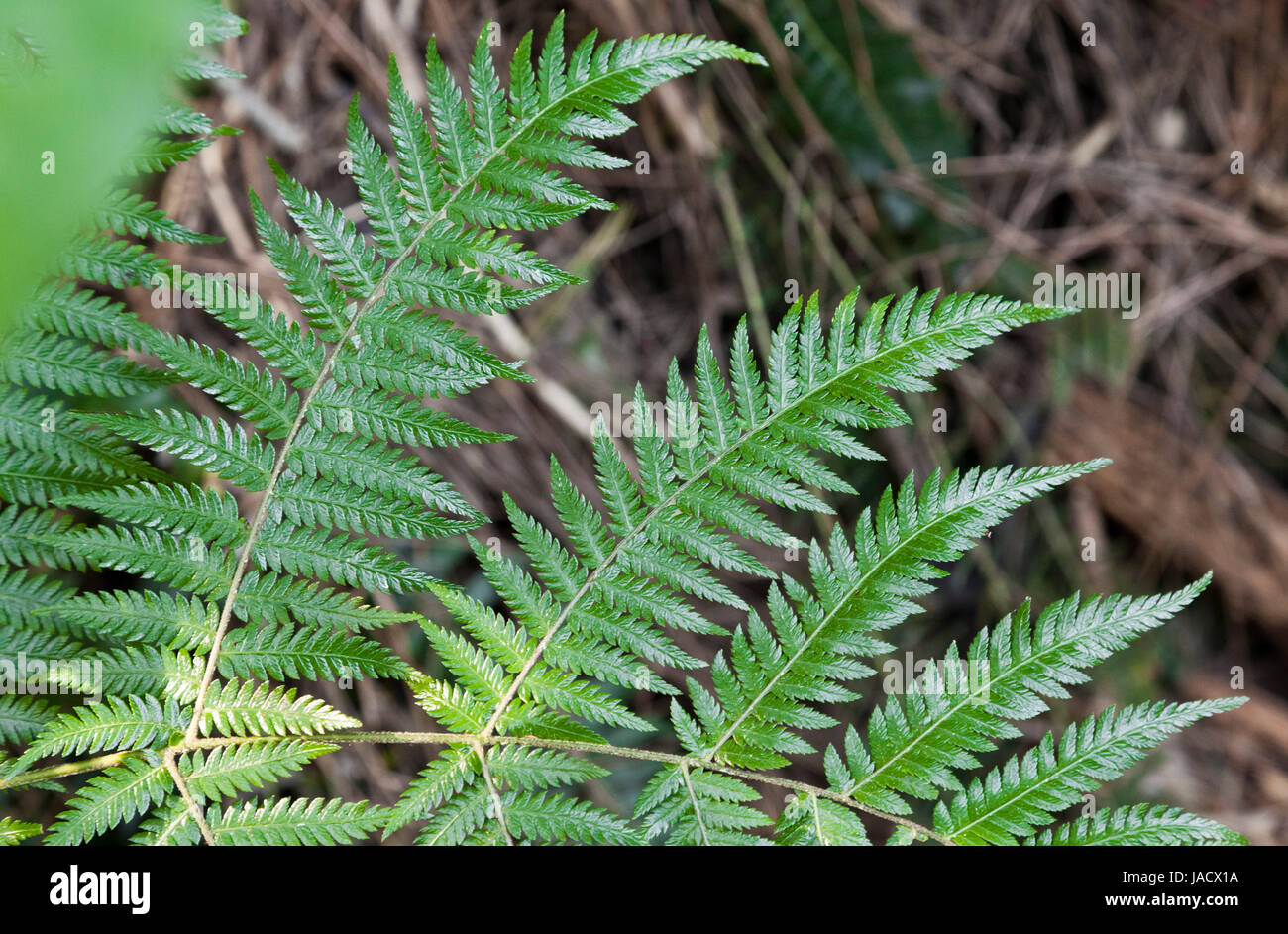Fresh green New Zealand fern backgrounds Stock Photo - Alamy