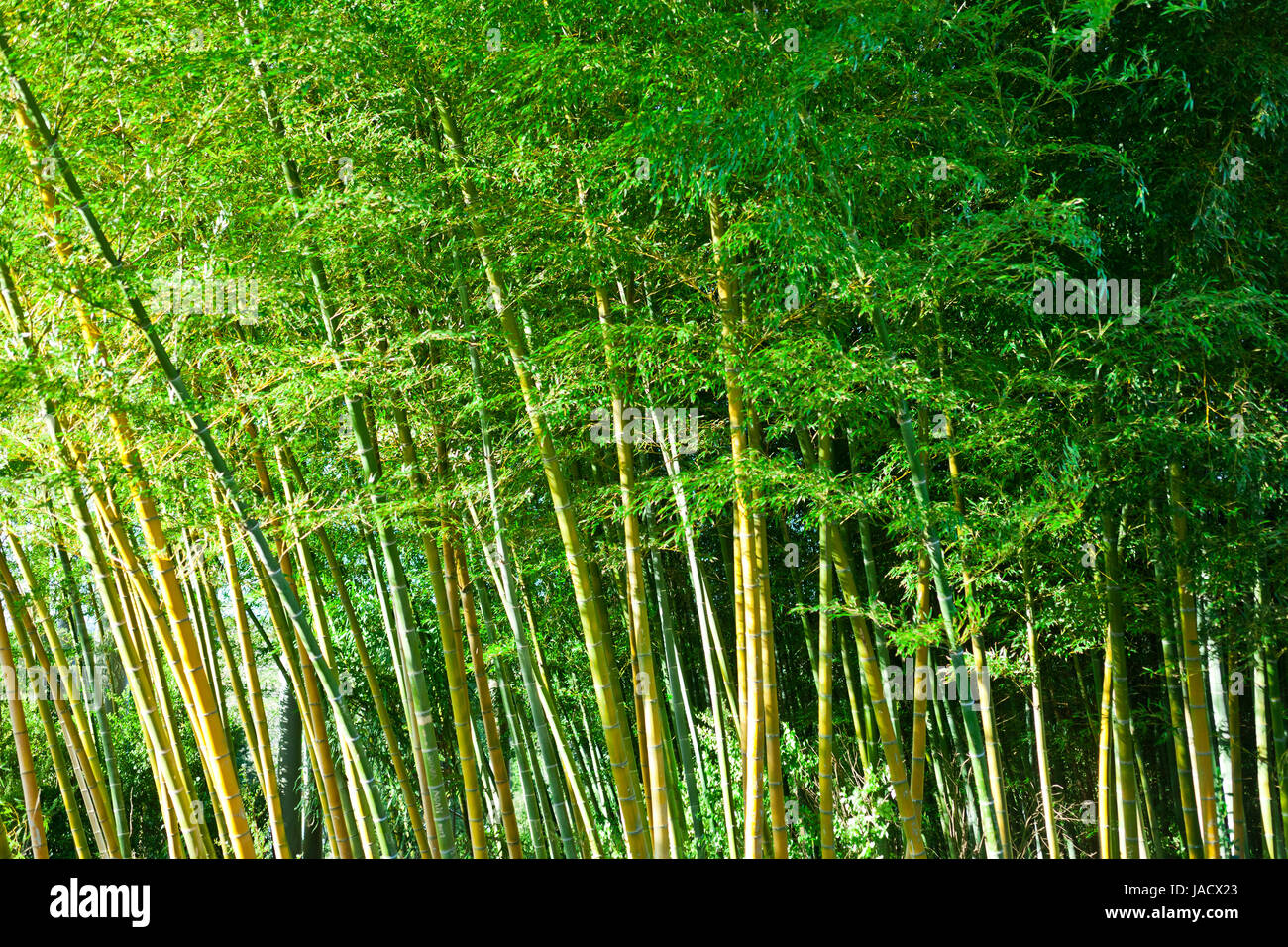Lush, exotic, fresh green bamboo jungle background Stock Photo - Alamy