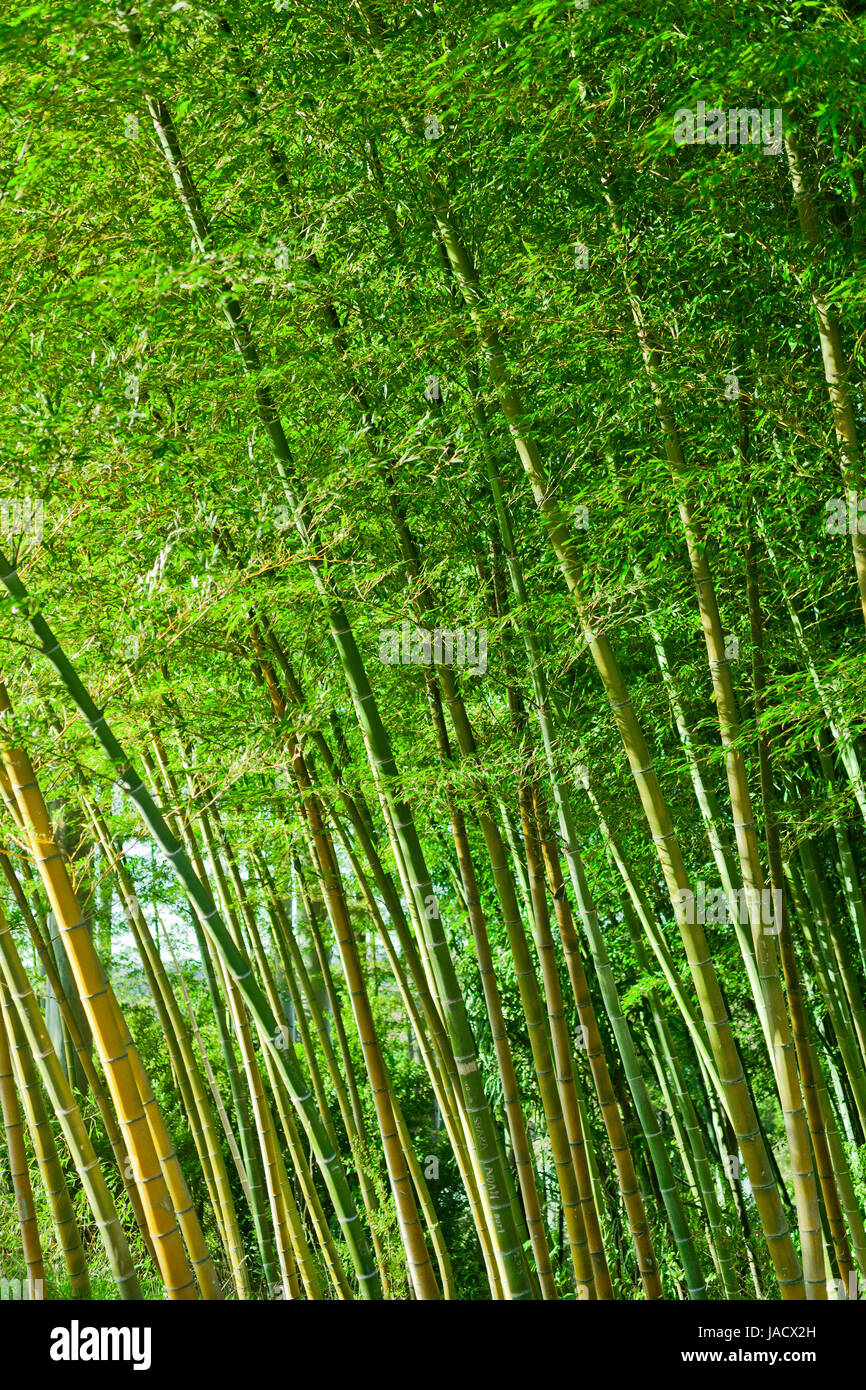 Lush, exotic, fresh green bamboo jungle background Stock Photo - Alamy