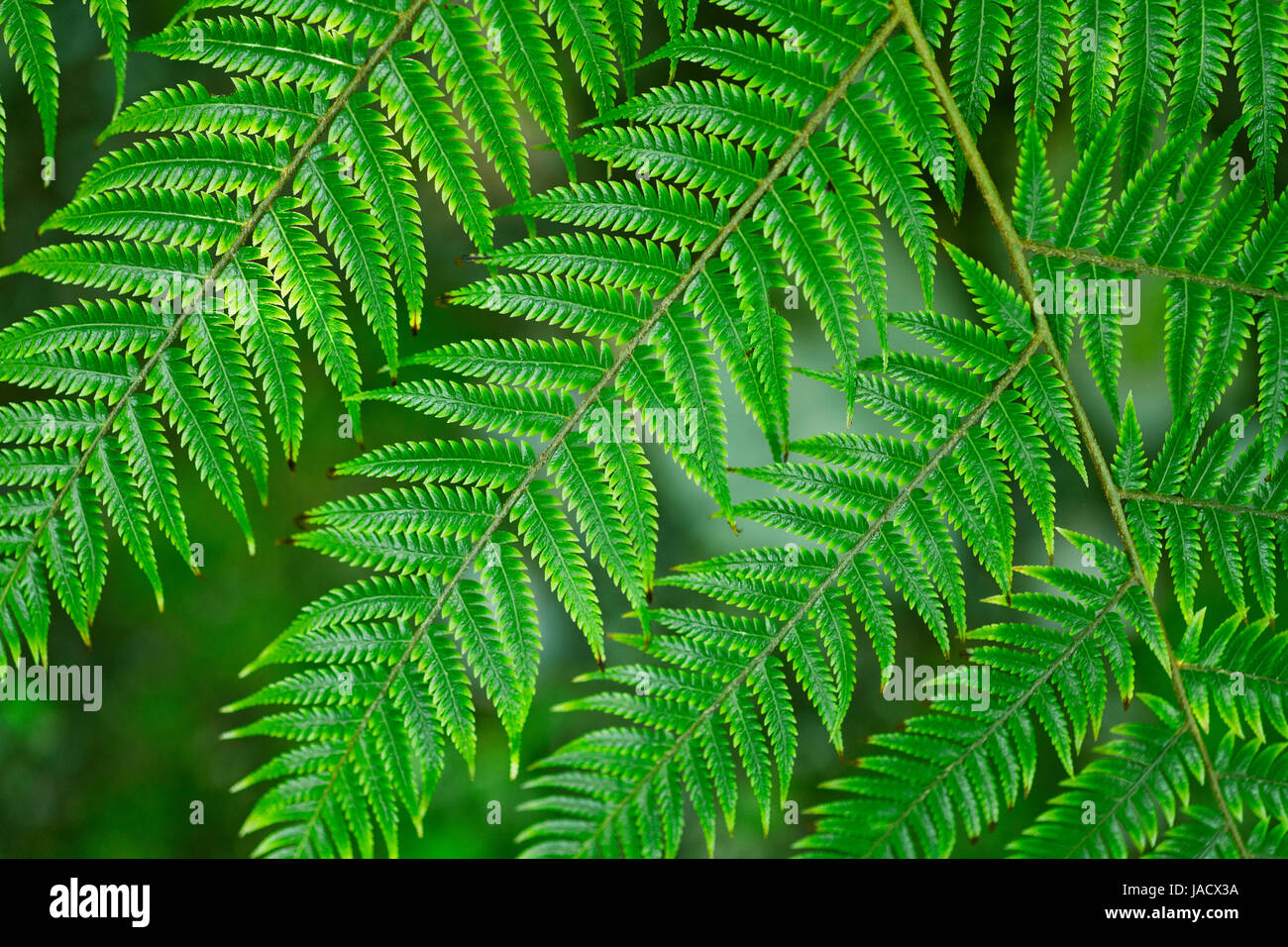 Fresh green New Zealand fern backgrounds Stock Photo - Alamy