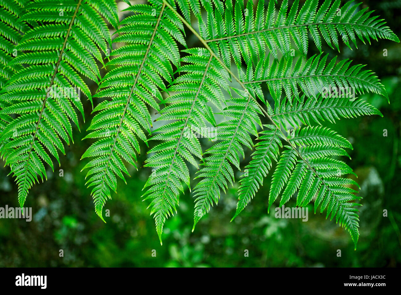 Fresh green New Zealand fern backgrounds Stock Photo - Alamy