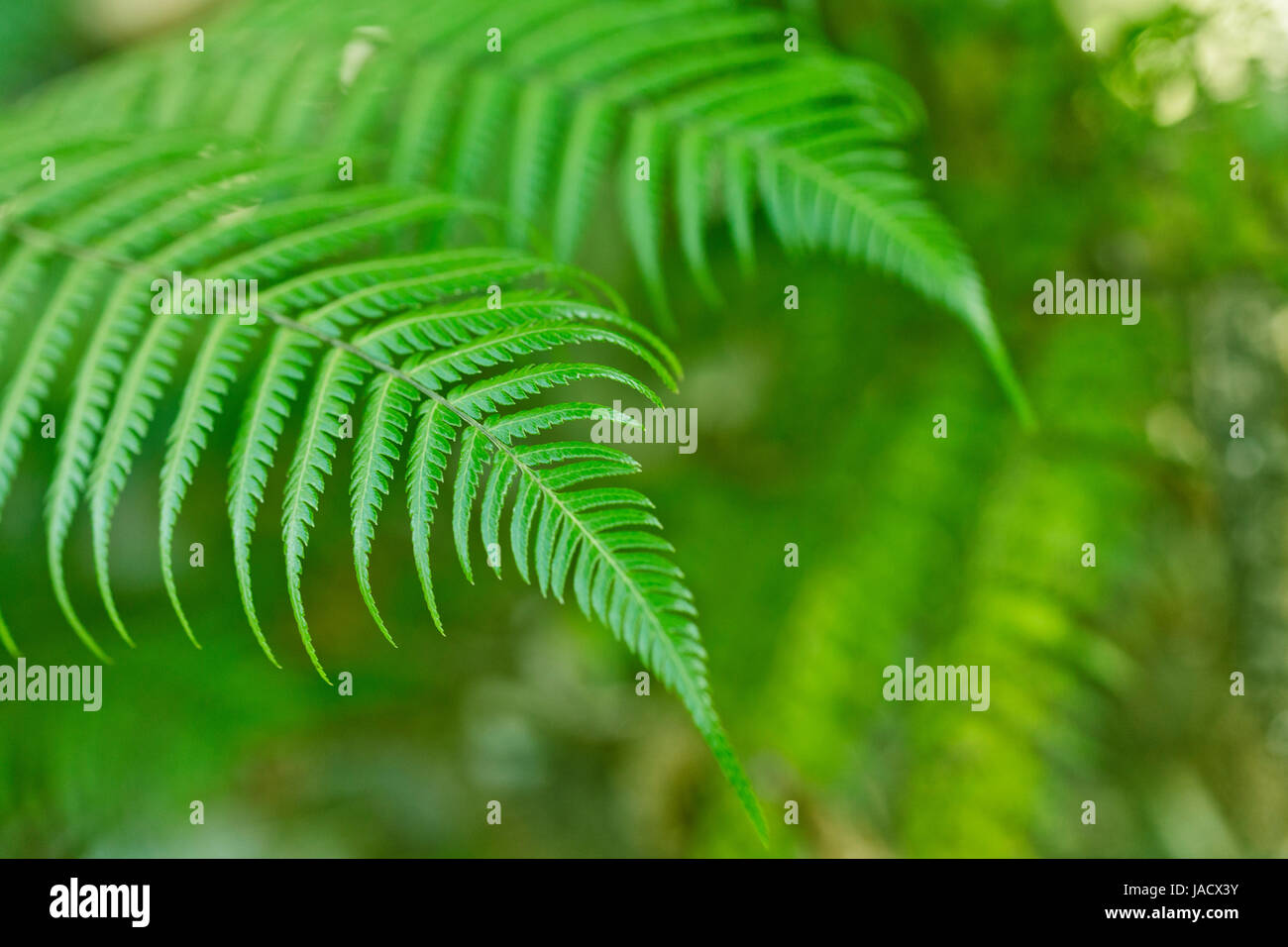Fern backgrounds hi-res stock photography and images - Alamy