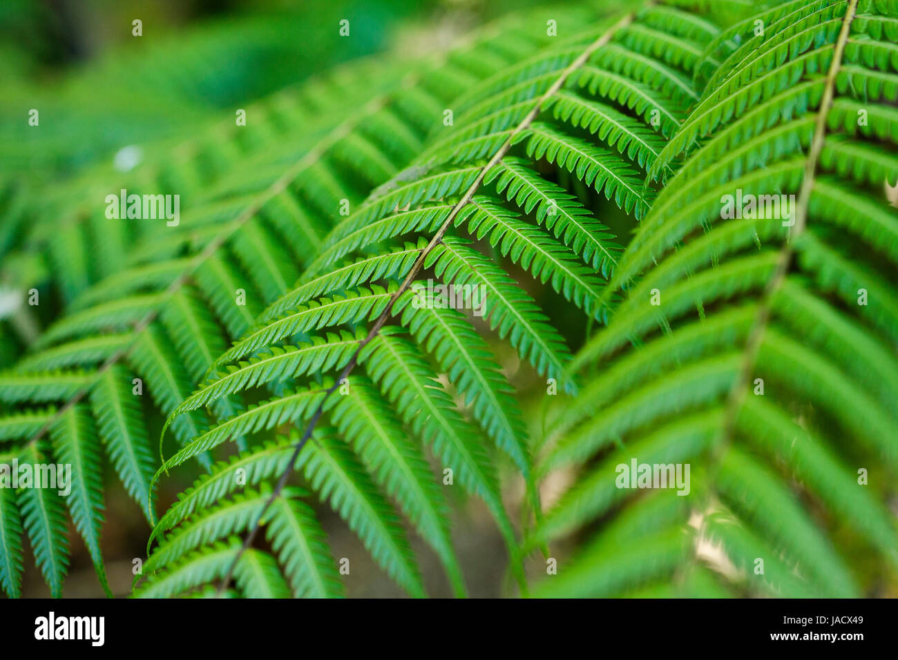 Fresh green New Zealand fern backgrounds Stock Photo - Alamy