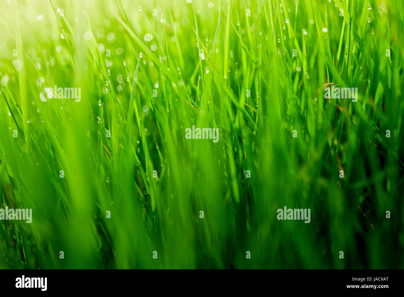 Lush, fresh green grass background with moisture drops Stock Photo - Alamy