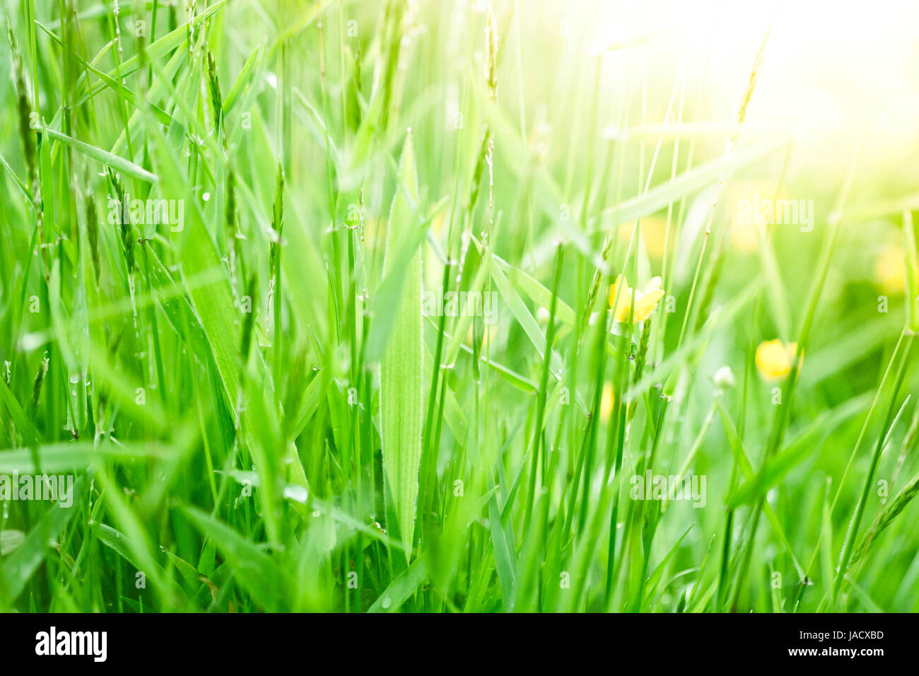 Lush, fresh green grass background with flowers Stock Photo - Alamy