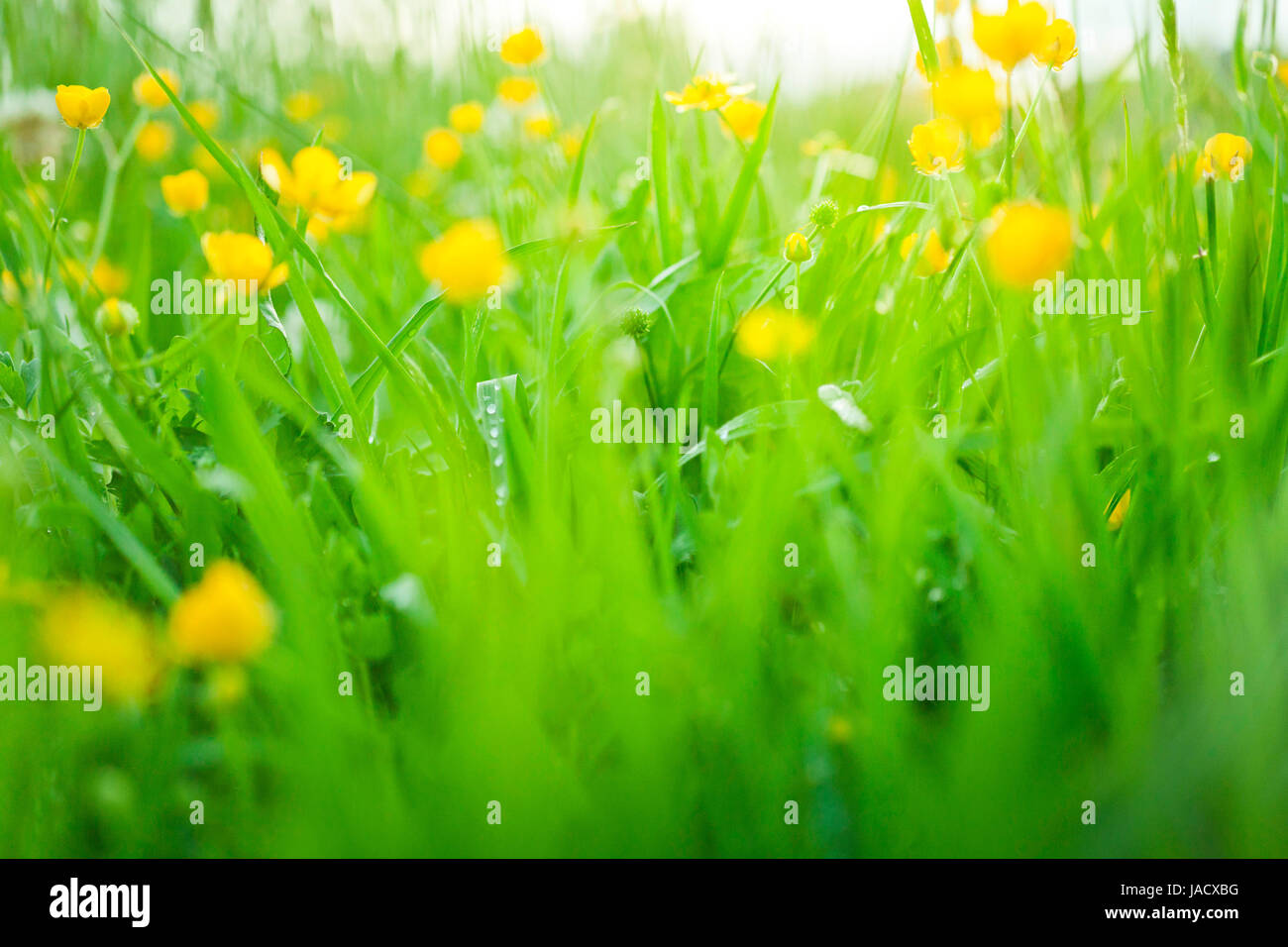 Lush, fresh green grass background with flowers Stock Photo - Alamy