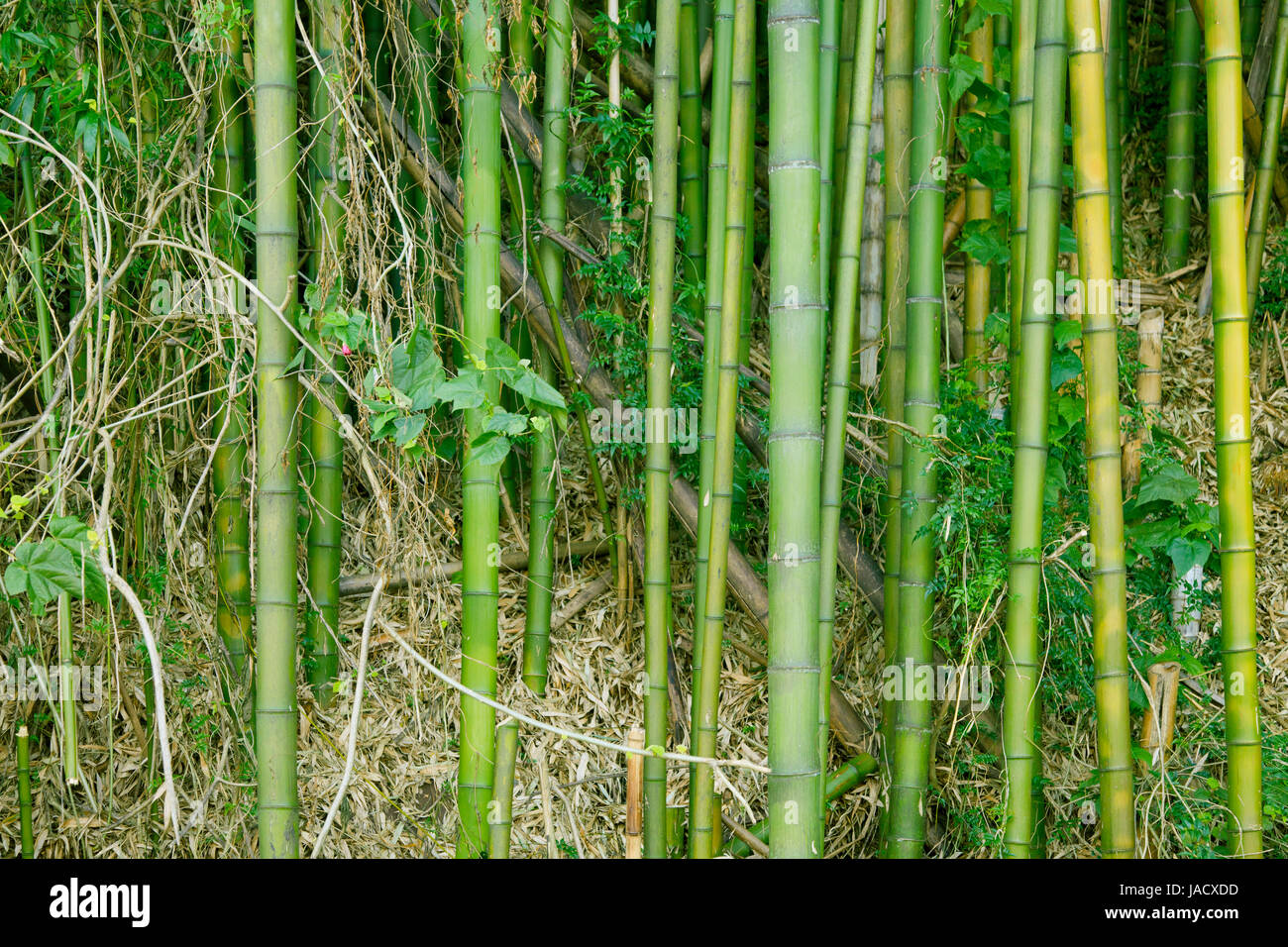 exotic lush jungle green bamboo nature backgrounds Stock Photo - Alamy