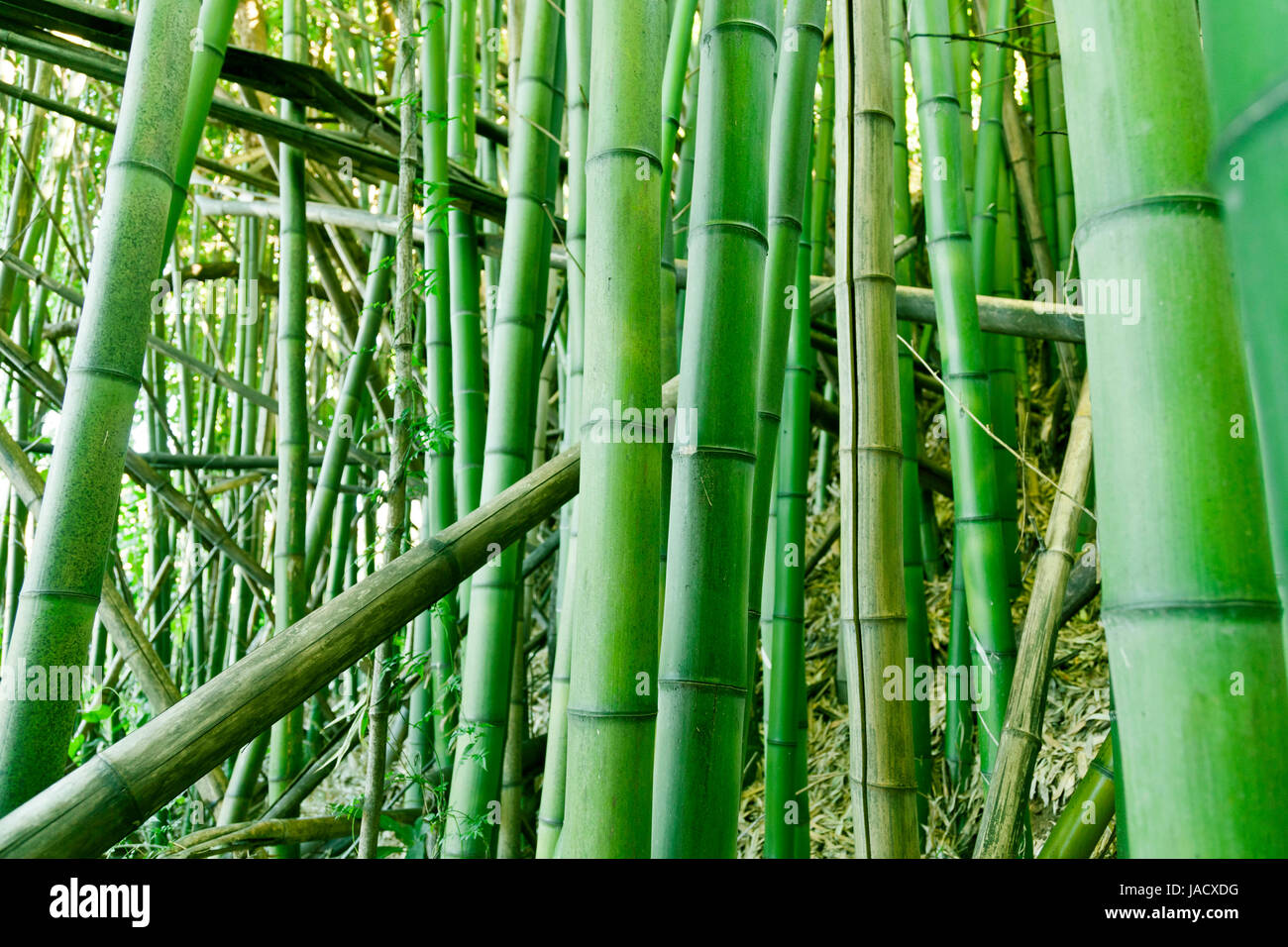 Lush, exotic, fresh green bamboo jungle background Stock Photo - Alamy