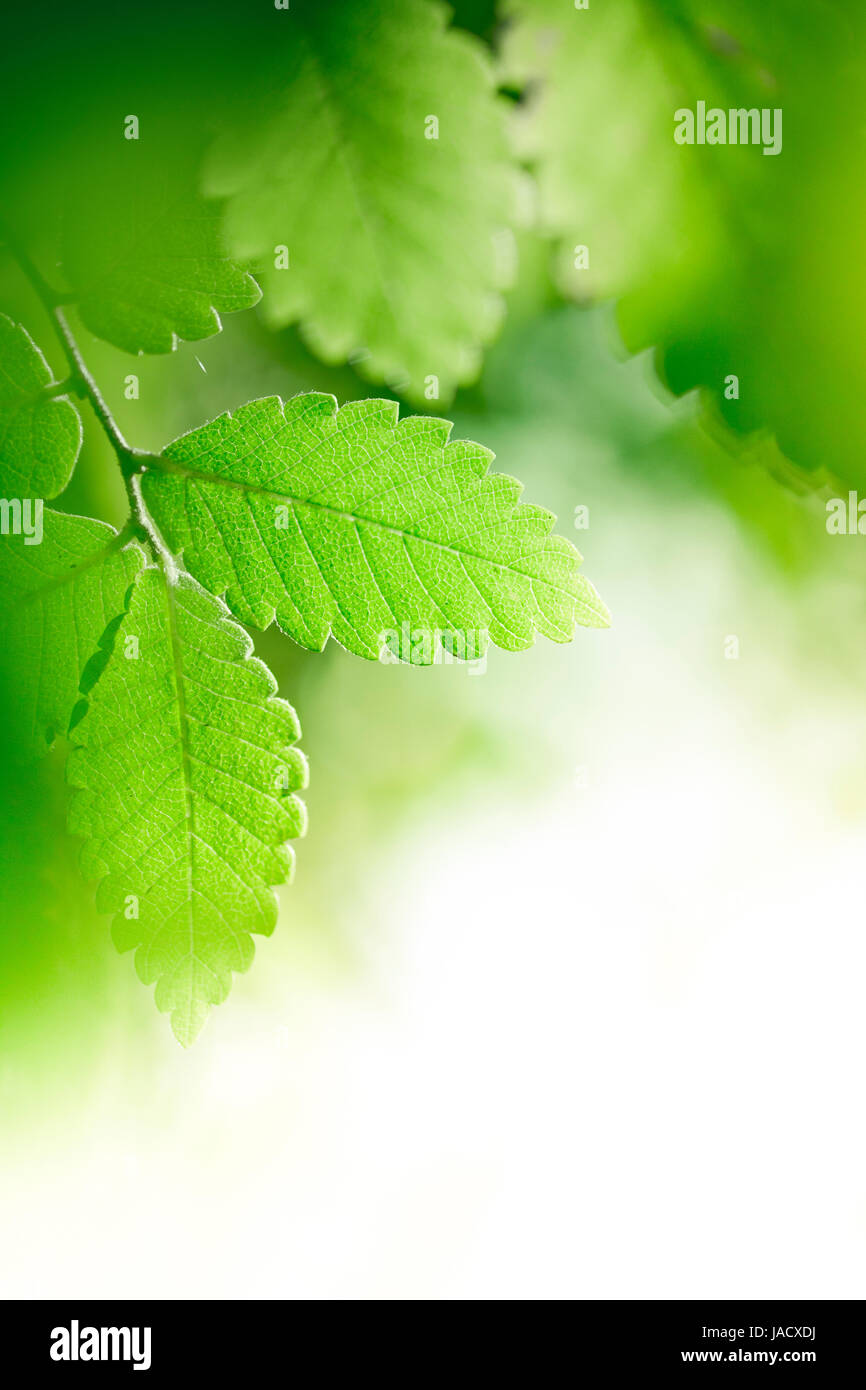 Nature background with fresh green leaves Stock Photo - Alamy