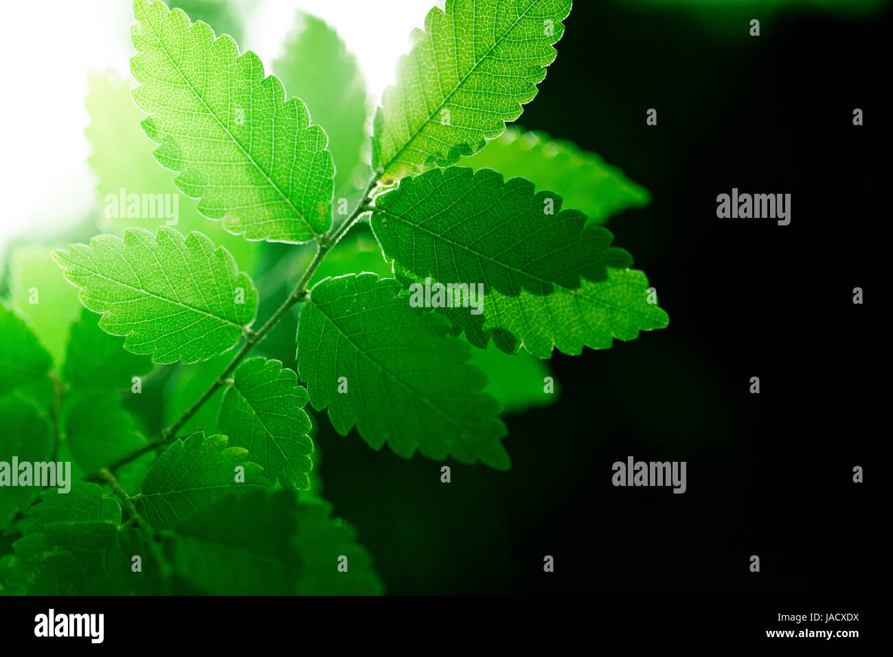 Nature background with fresh green leaves Stock Photo - Alamy