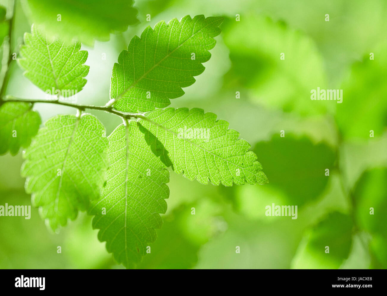 Nature background with fresh green leaves Stock Photo - Alamy