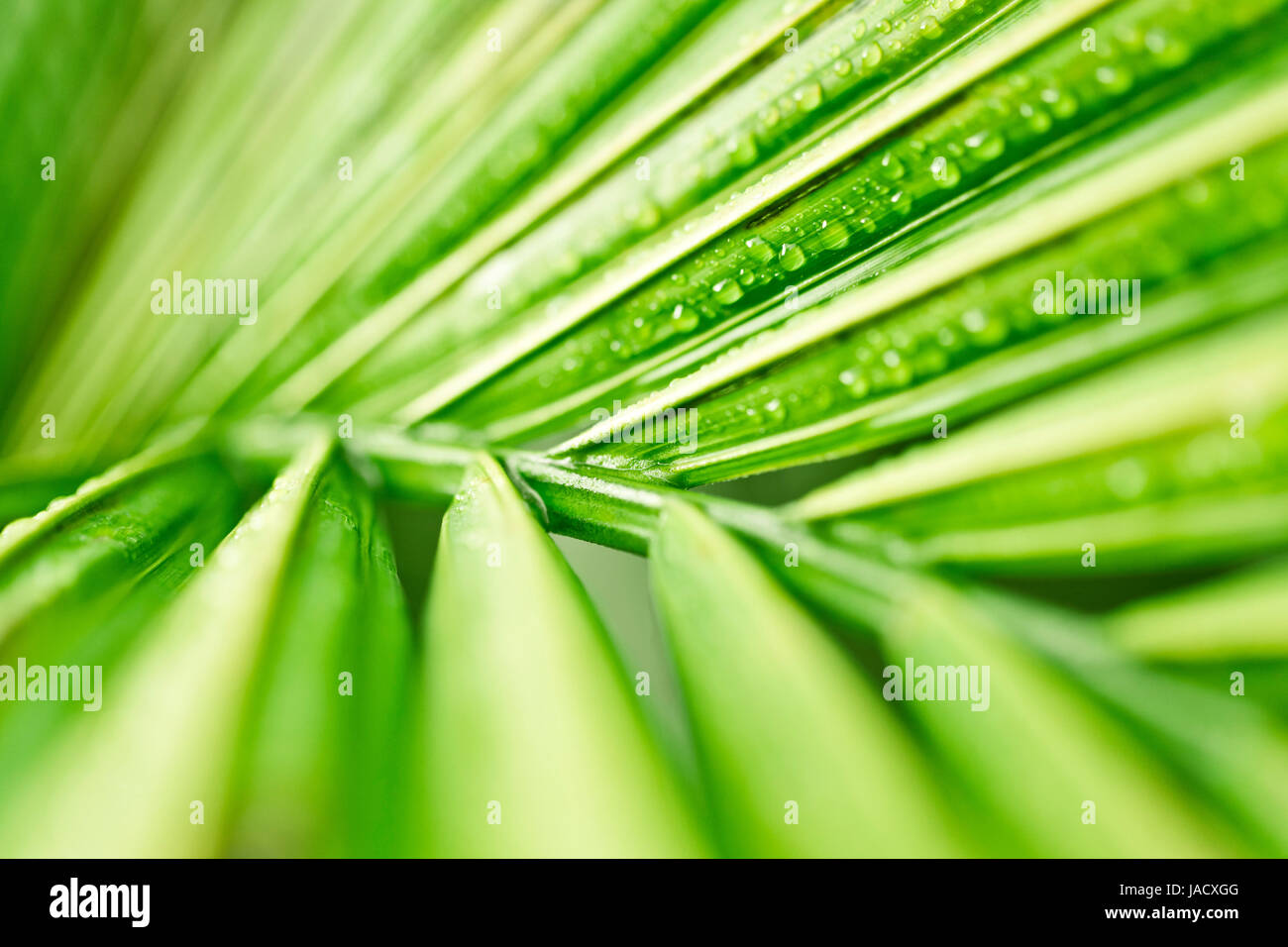 Lush green tropical exotic jungle palm tree nature background Stock ...