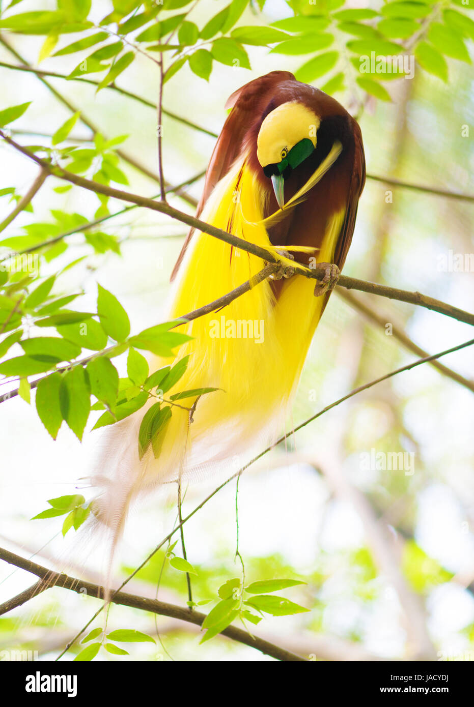 One Of the most exotic birds in Papua New Guinea. Lesser Bird of ...