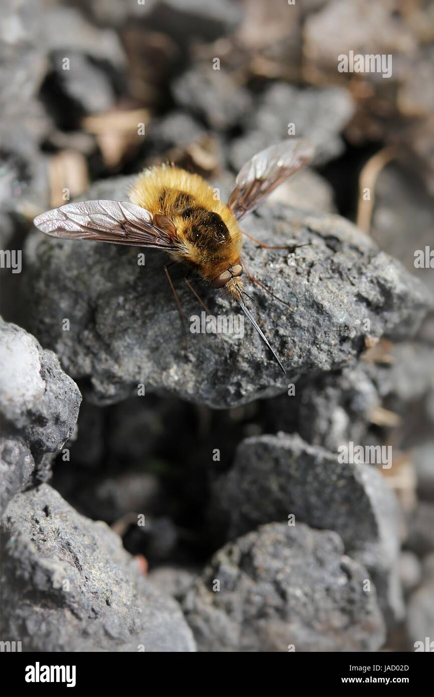 bombylius major / bee fly Stock Photo - Alamy