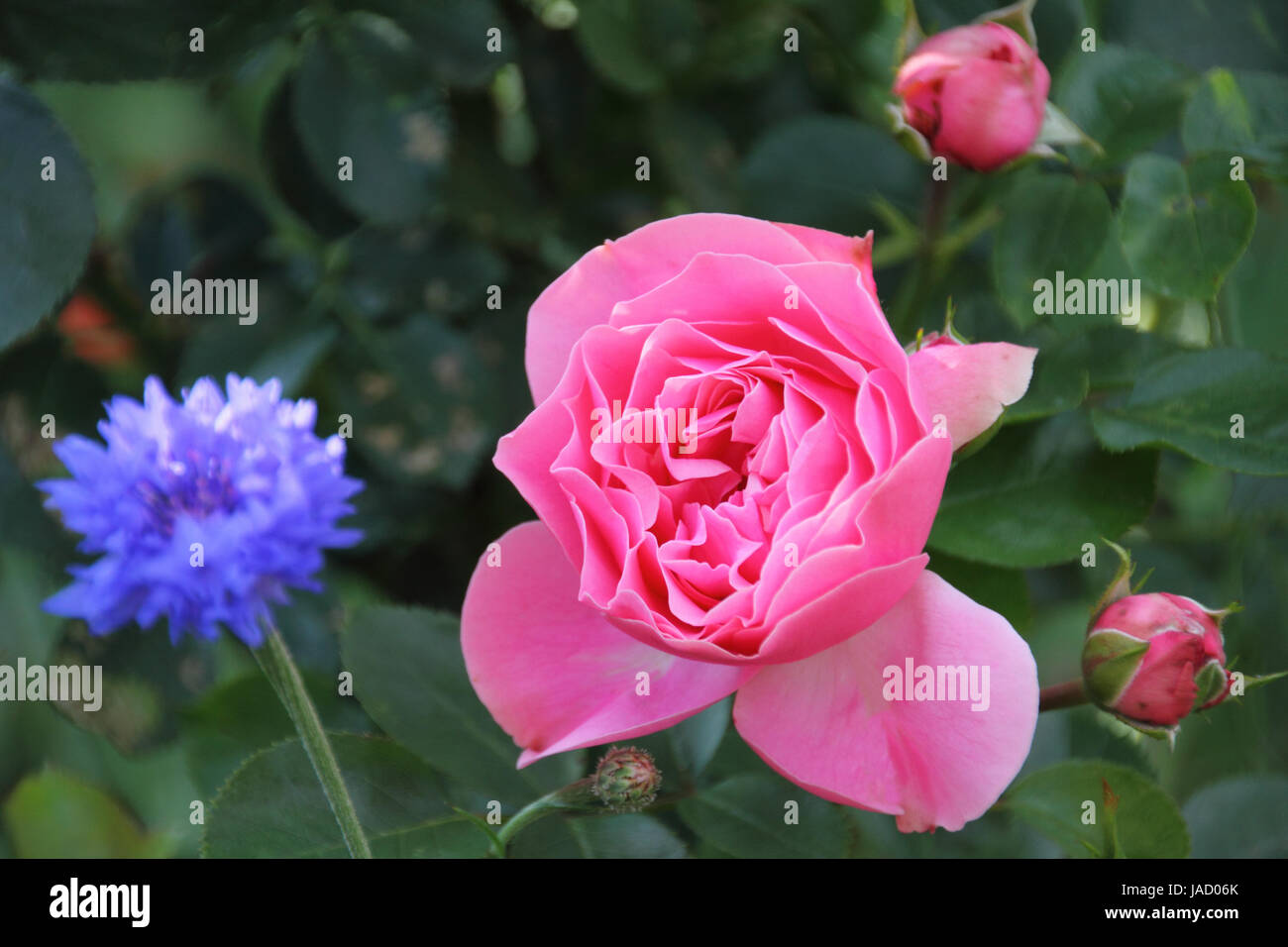 Rose Leonardo da vinci Stock Photo - Alamy