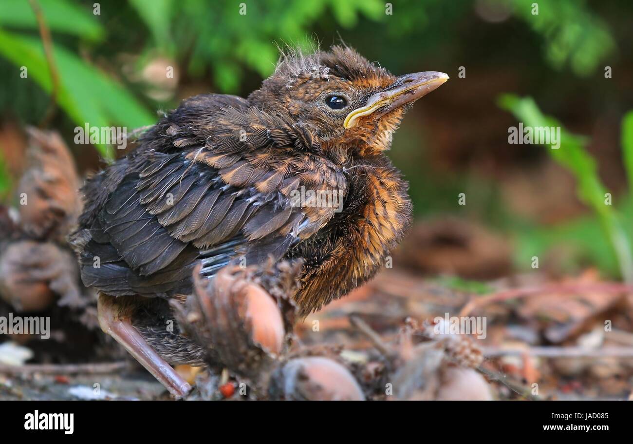 Young baby bird sittin on the ground Stock Photo - Alamy