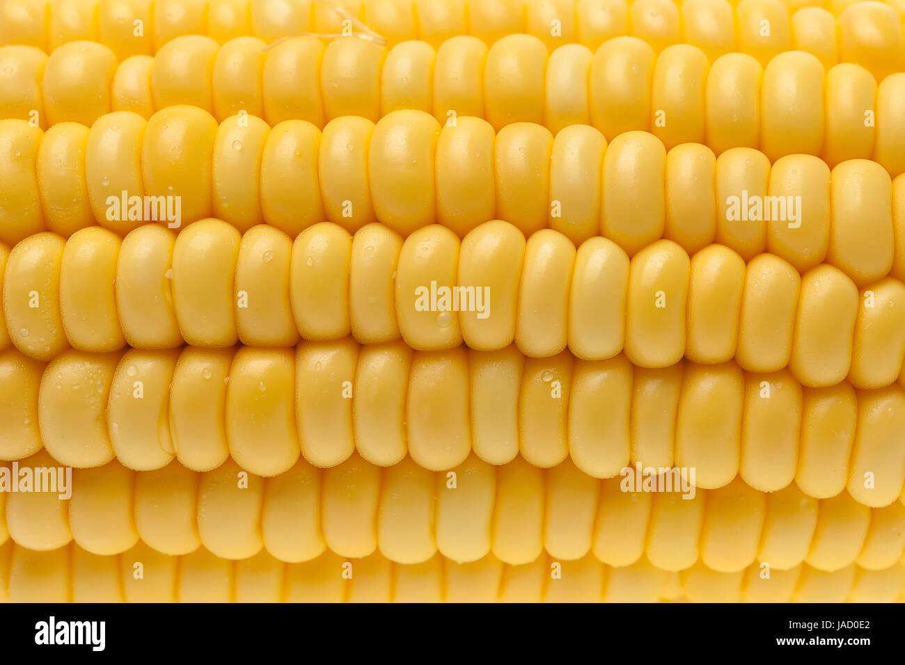 Grains of corn with water droplet closeup Stock Photo - Alamy