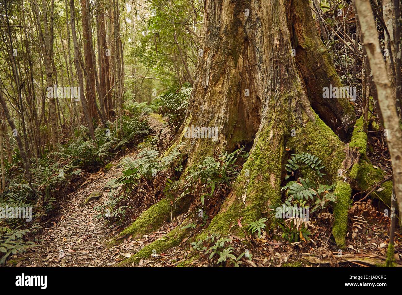 Forest walking route Stock Photo - Alamy