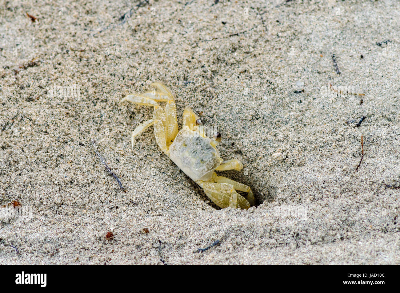 Small crab burrowing in the sand of a beach in San Andres y Providencia ...