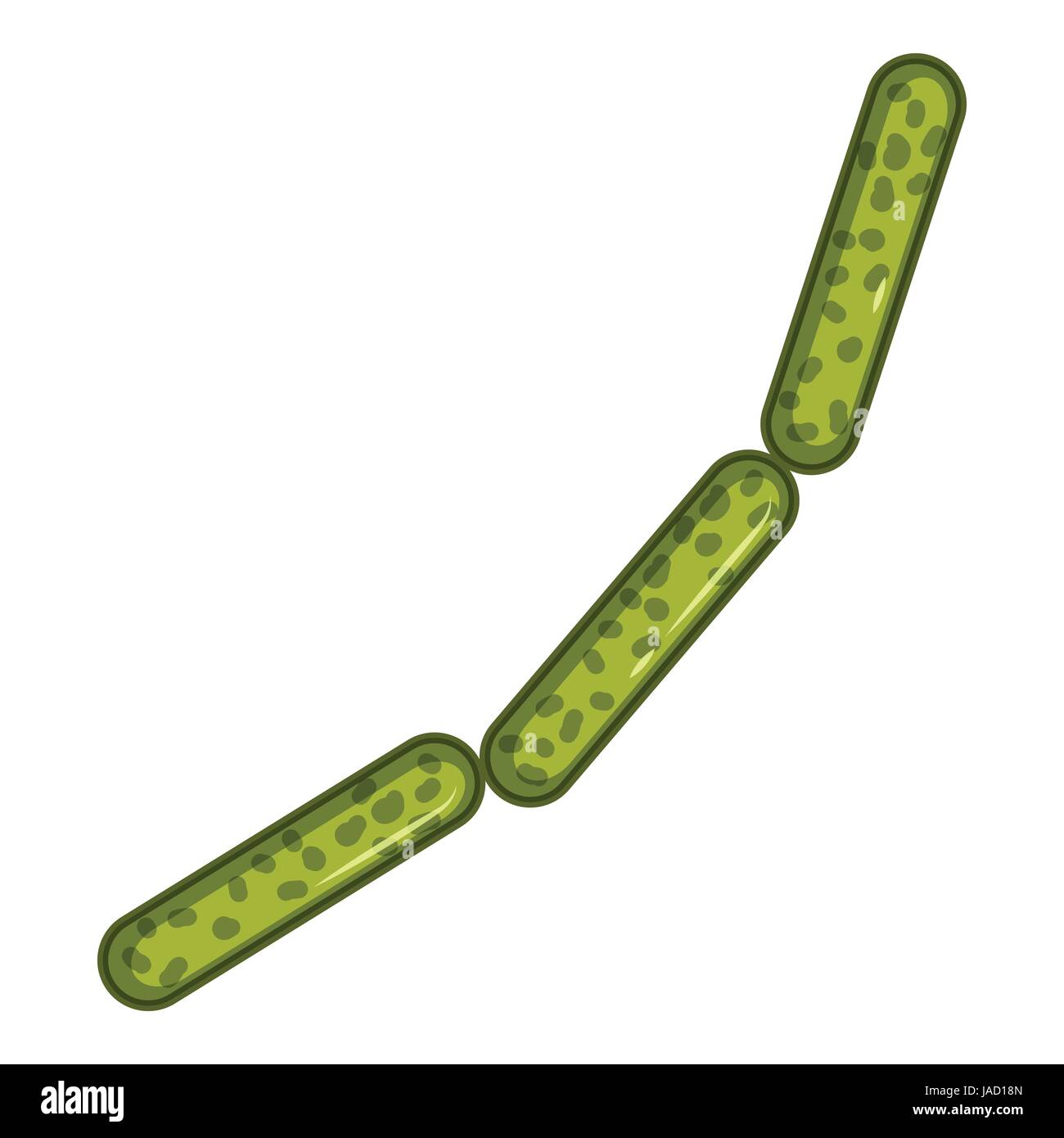 Rod shape flagella hi-res stock photography and images - Alamy