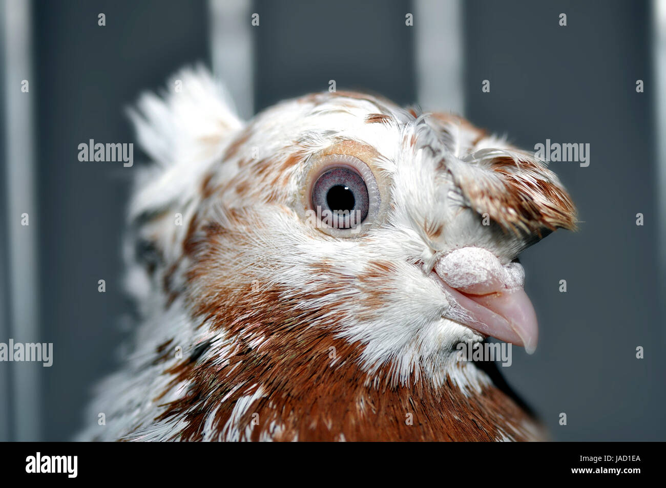 headshot of a noble pigeon Stock Photo - Alamy