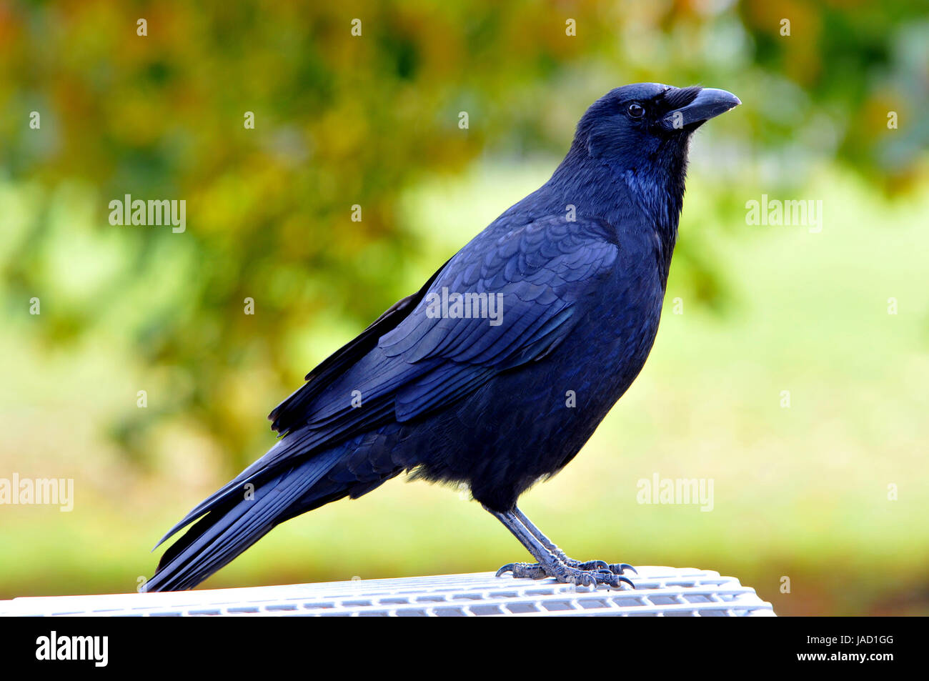 raven on a park bench Stock Photo - Alamy