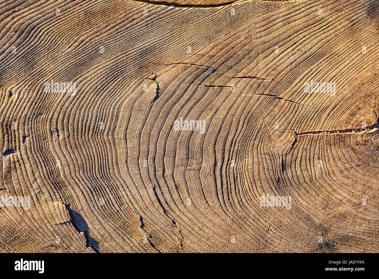 Large smooth trunk hi-res stock photography and images - Alamy