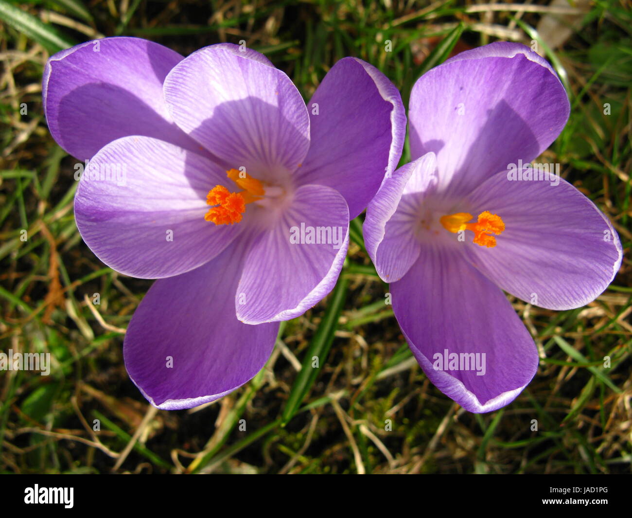 the first signs of spring Stock Photo - Alamy