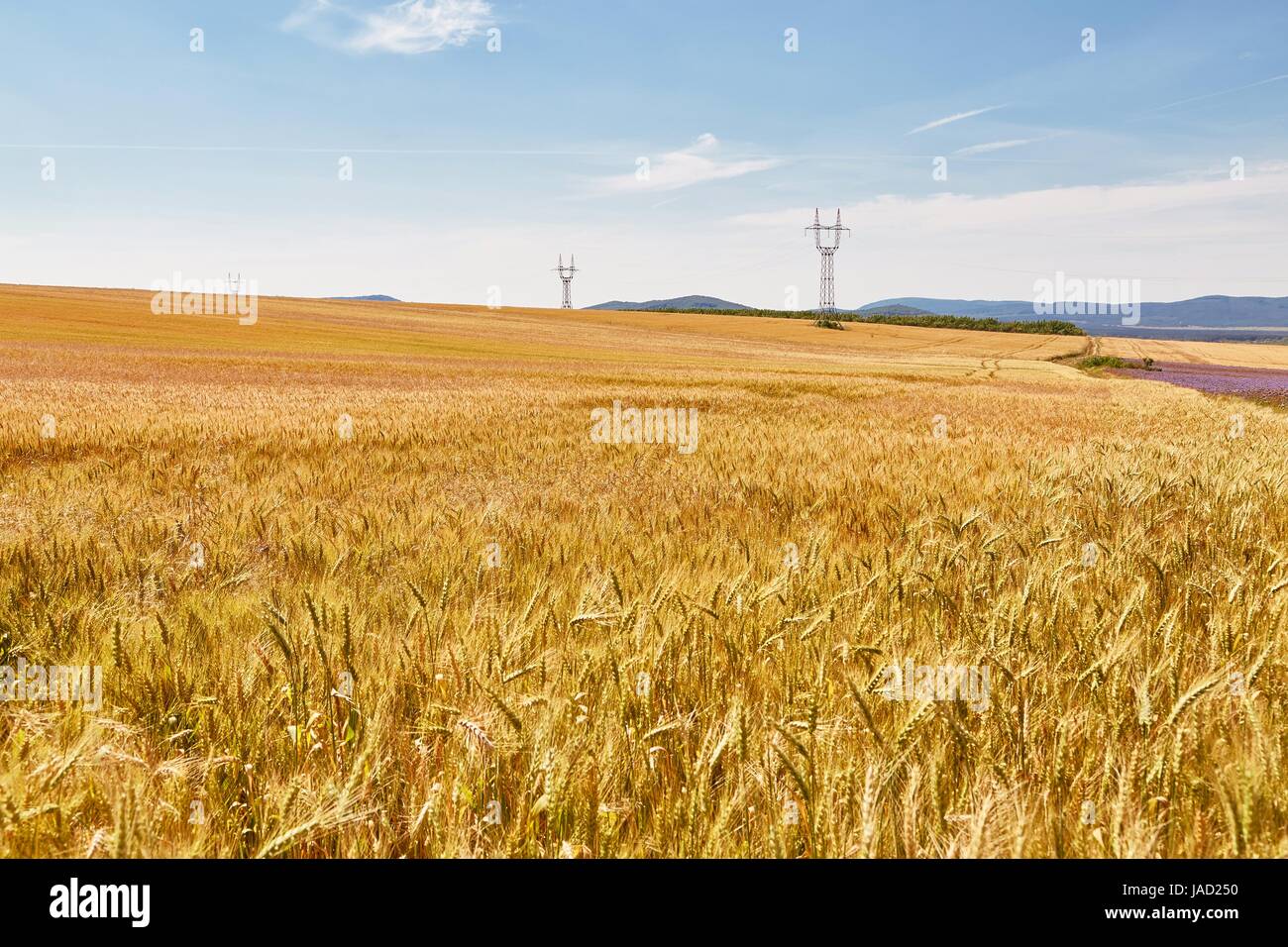 Wheat field detail Stock Photo - Alamy