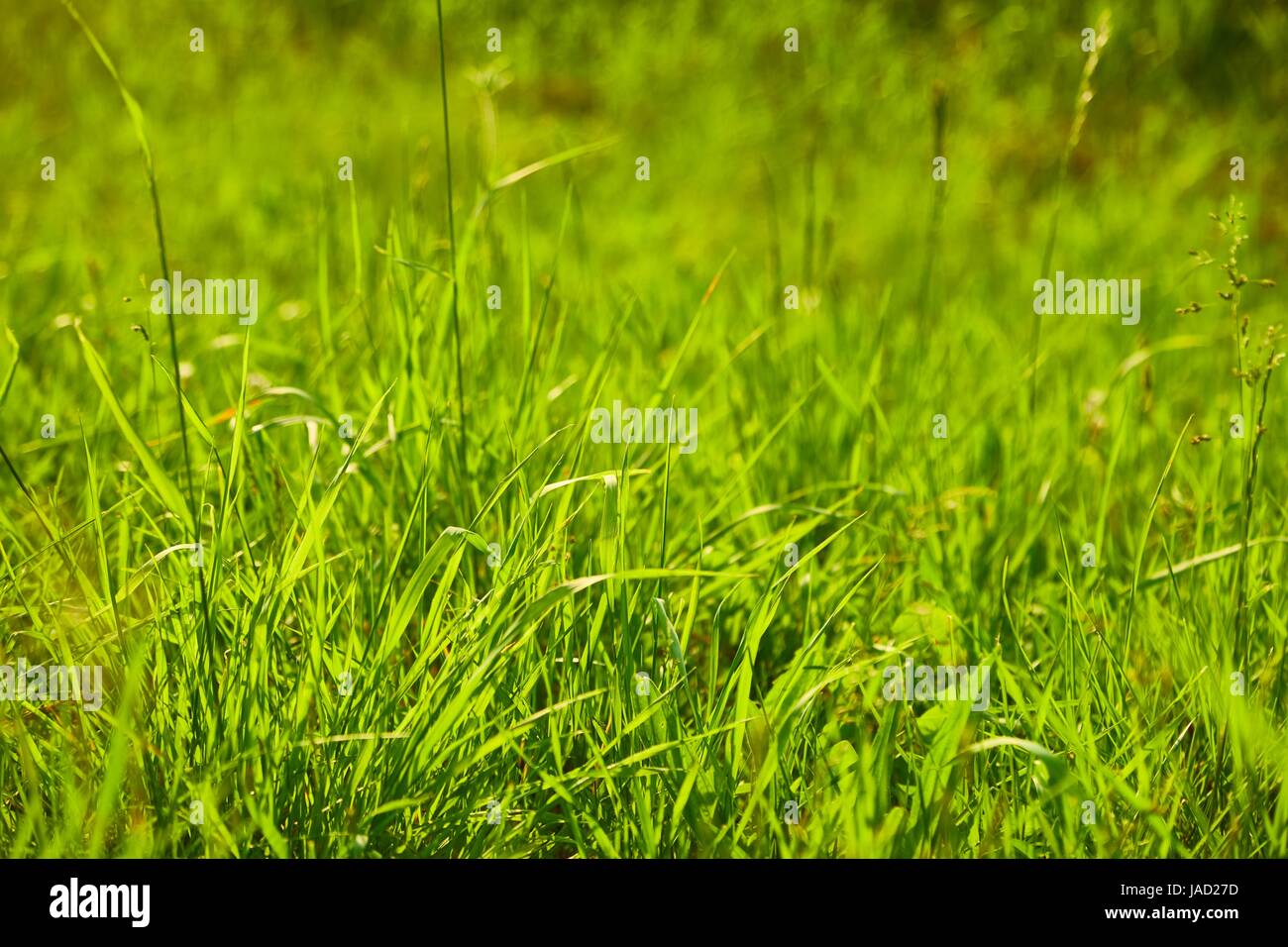 Green Grass Field Stock Photo - Alamy