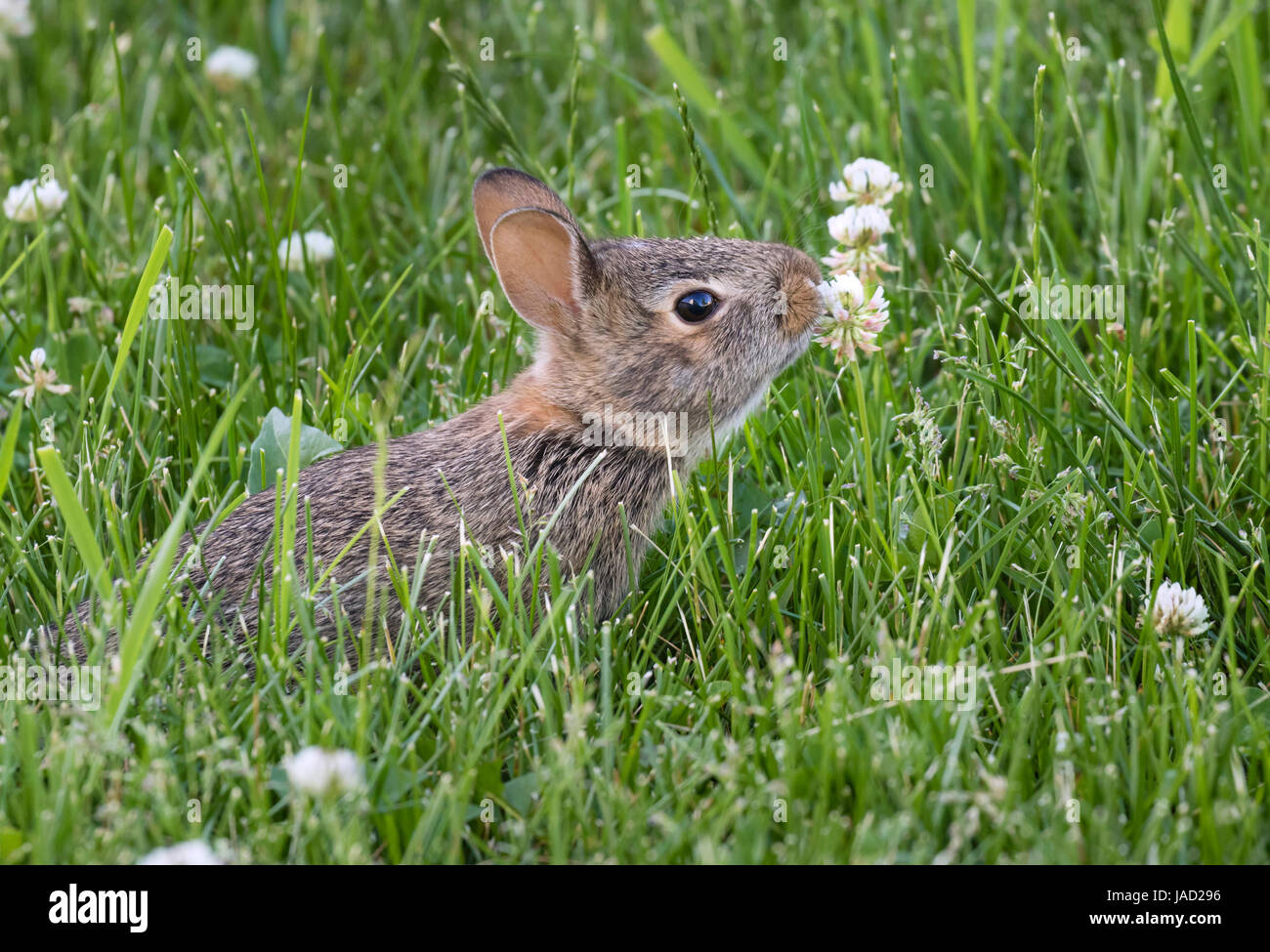 Cottontail hi-res stock photography and images - Alamy