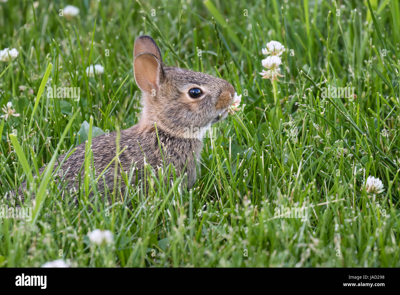 Baby cottontail rabbit hi-res stock photography and images - Alamy